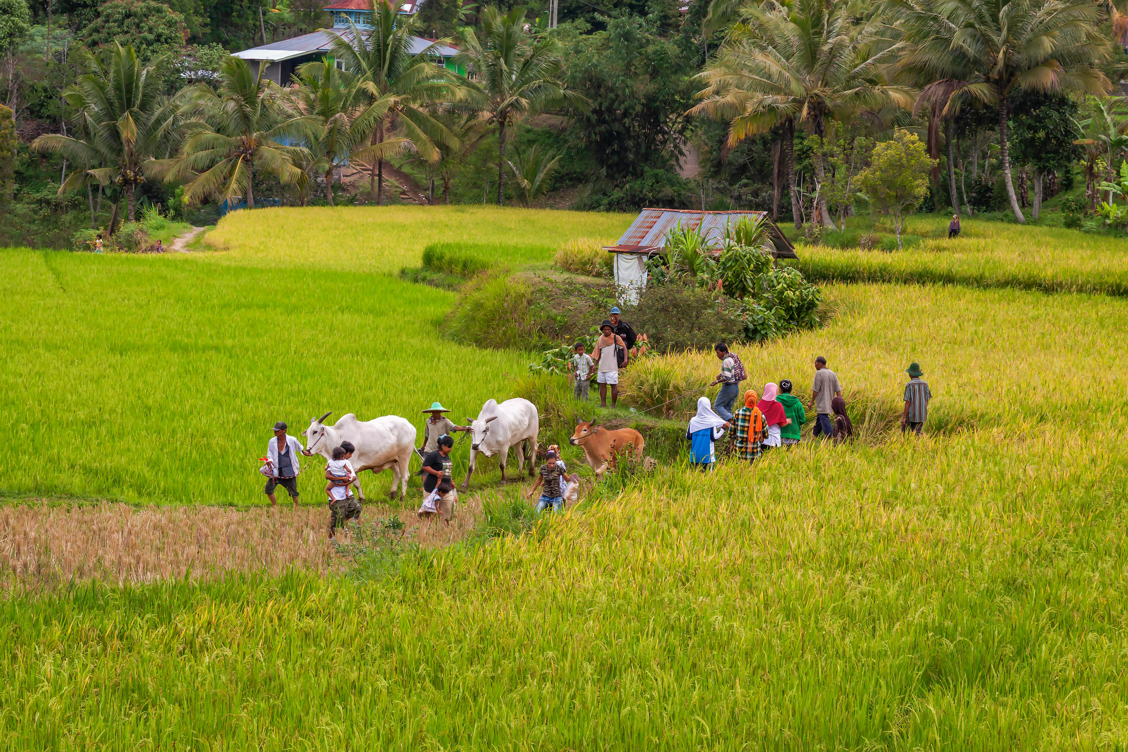 People Farming Photos, Download The BEST Free People Farming Stock ...