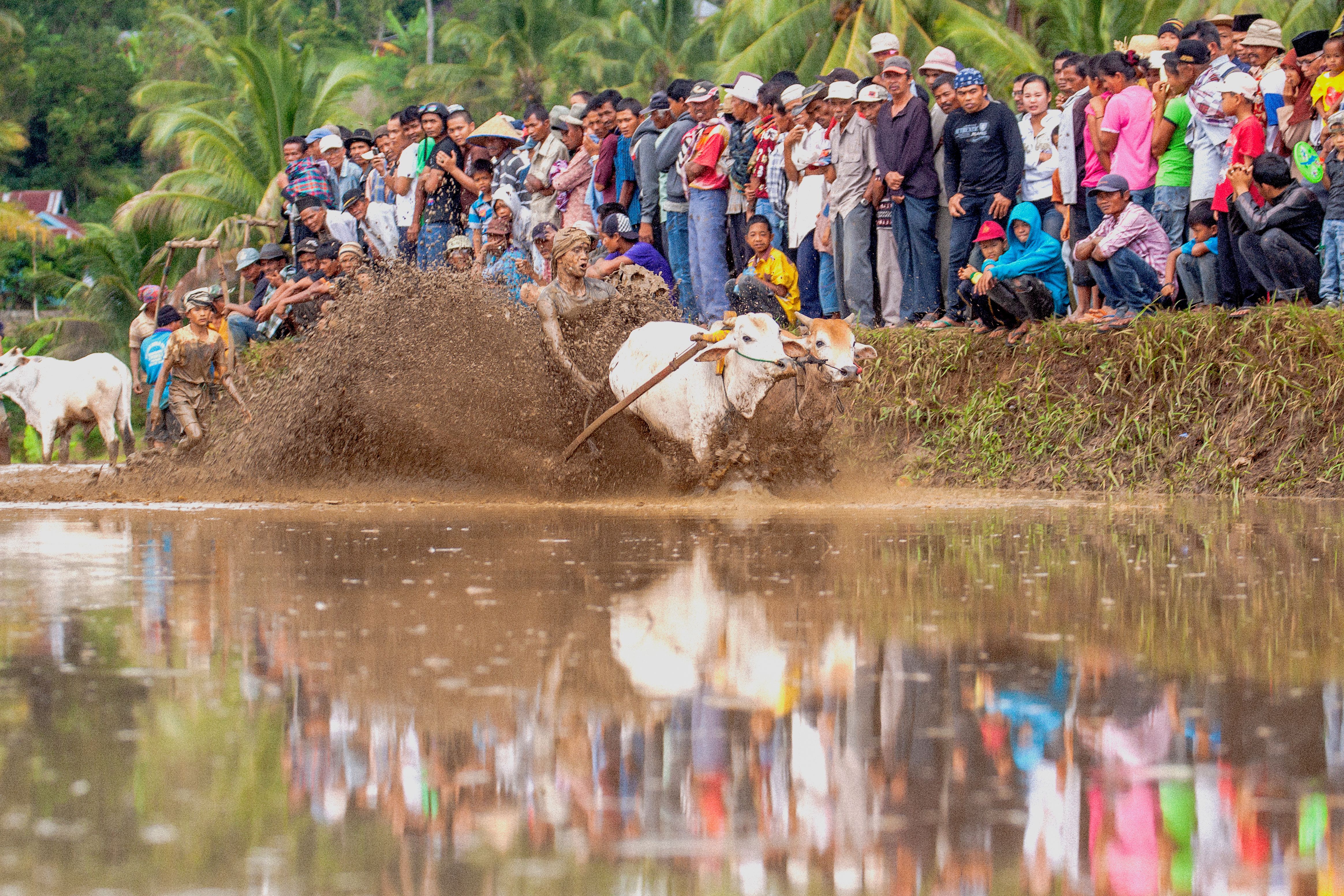 Cultural Event with Bull Racing in Rural Setting · Free Stock Photo