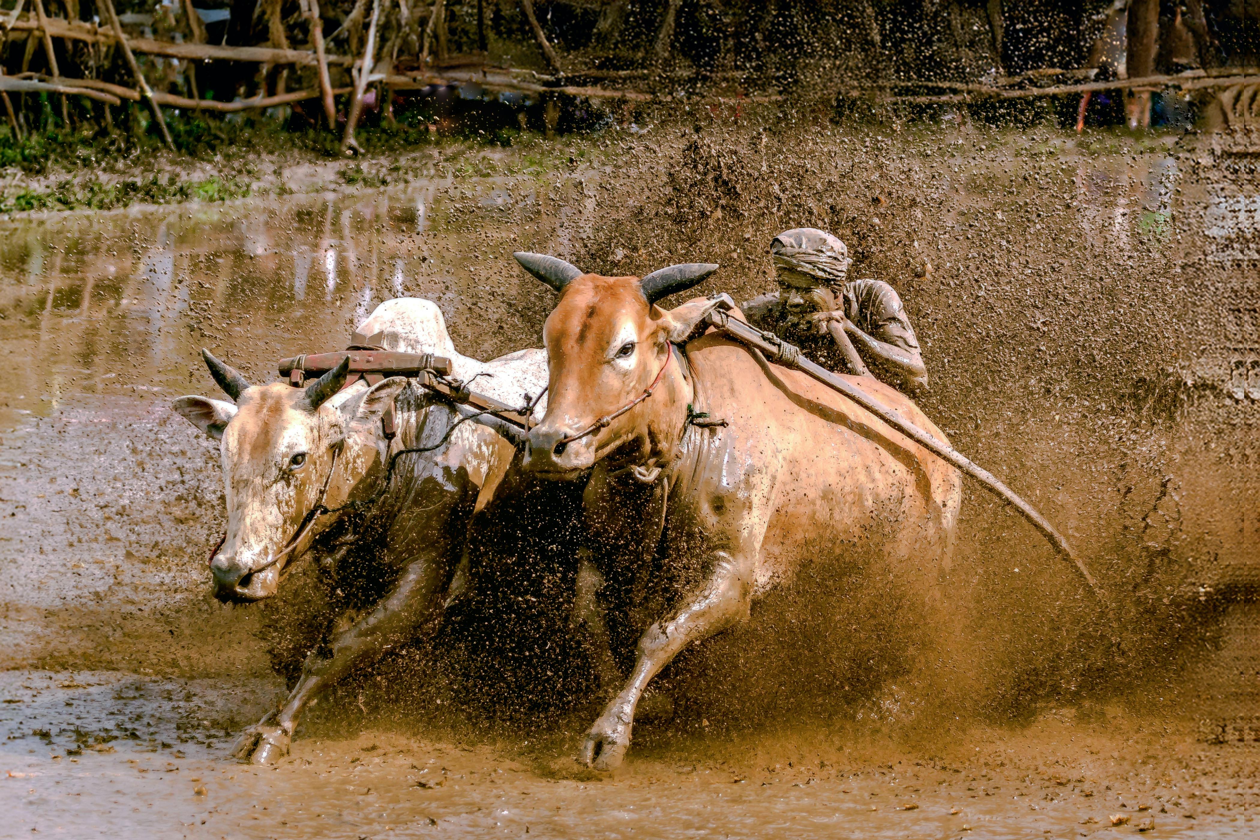 Sport+Rasmlari Photos, Download The BEST Free Sport+Rasmlari Stock ...