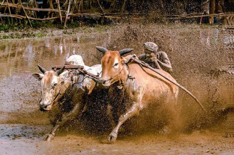 Sport+Rasmlari Photos, Download The BEST Free Sport+Rasmlari Stock ...