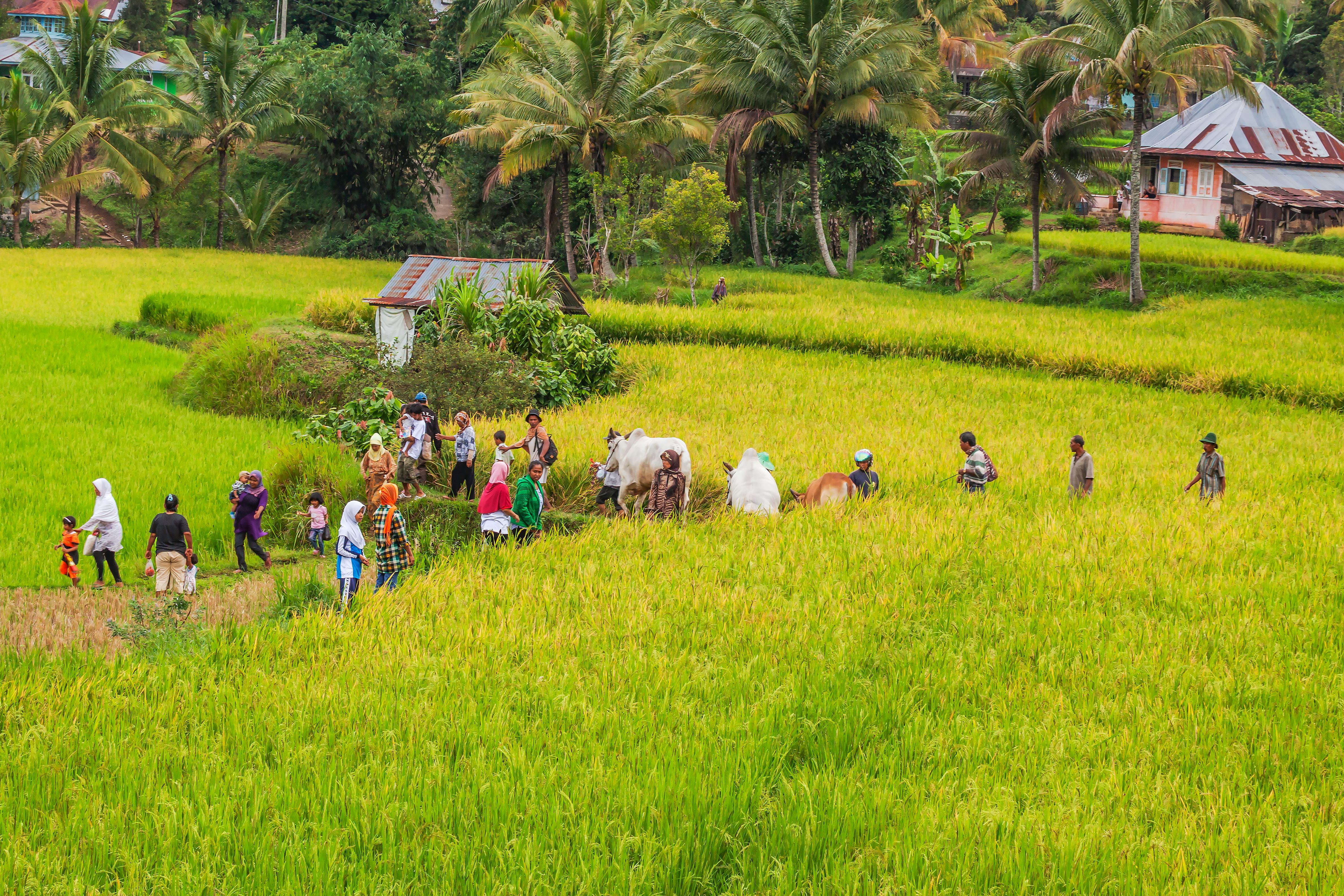 People Farming Photos, Download The BEST Free People Farming Stock ...