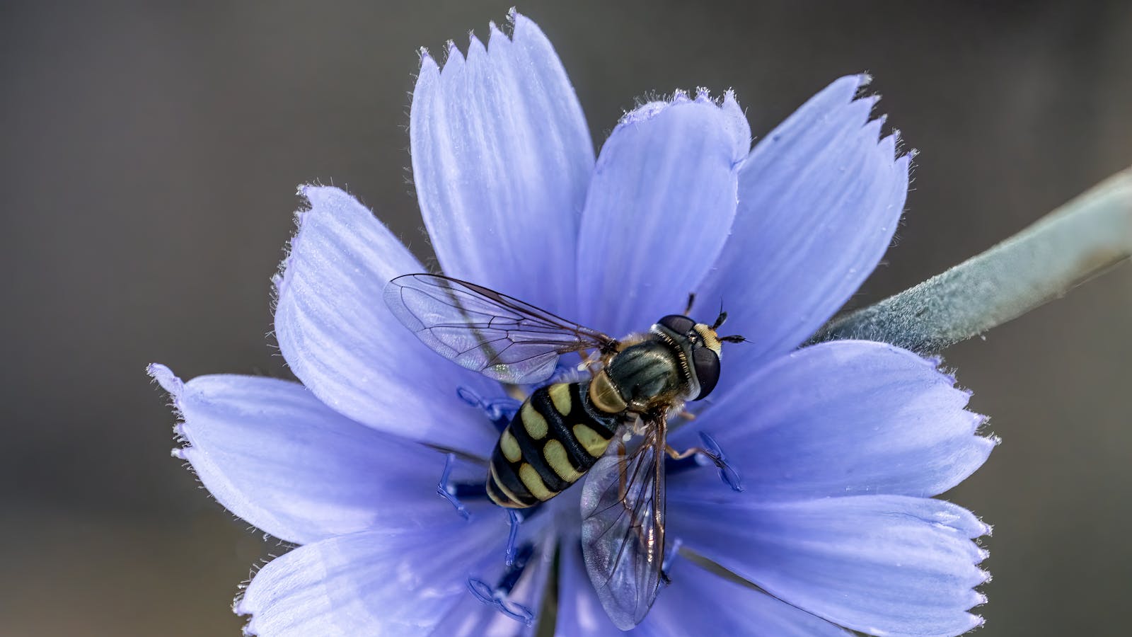 Belinda+Bely+Shiny+Flowers Photos, Download The BEST Free Belinda+Bely ...