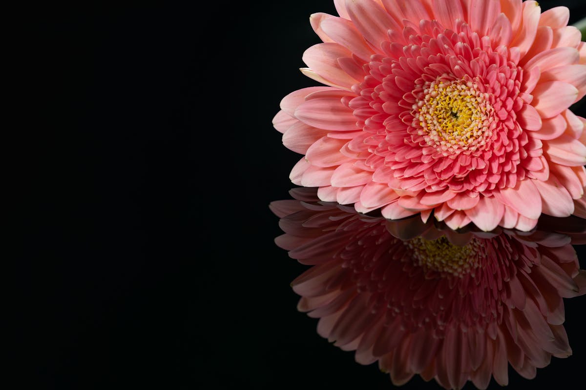 Pink Teams Background Photos, Download The BEST Free Pink Teams ...