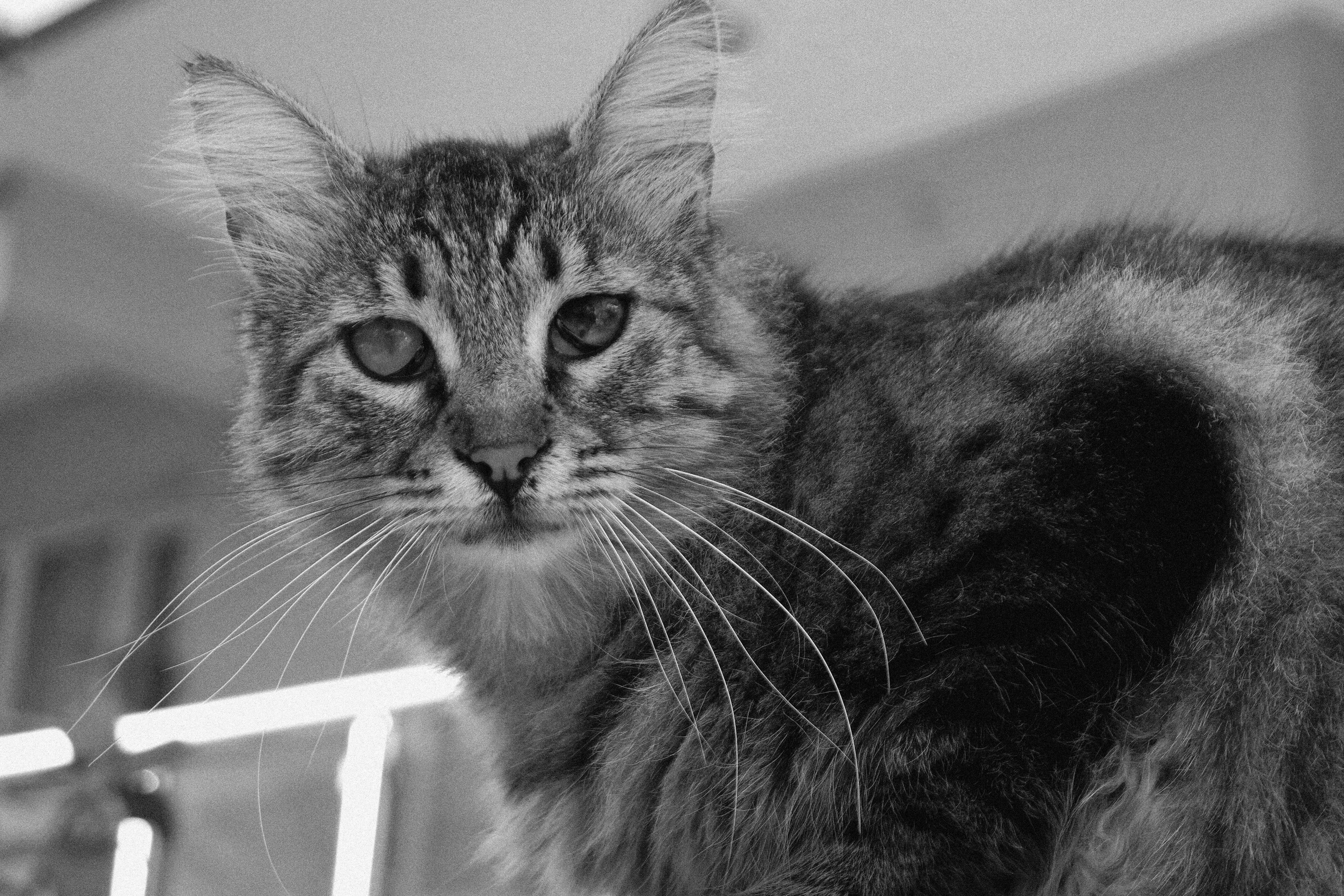 Beluga Cat Photos, Download The BEST Free Beluga Cat Stock Photos & HD ...