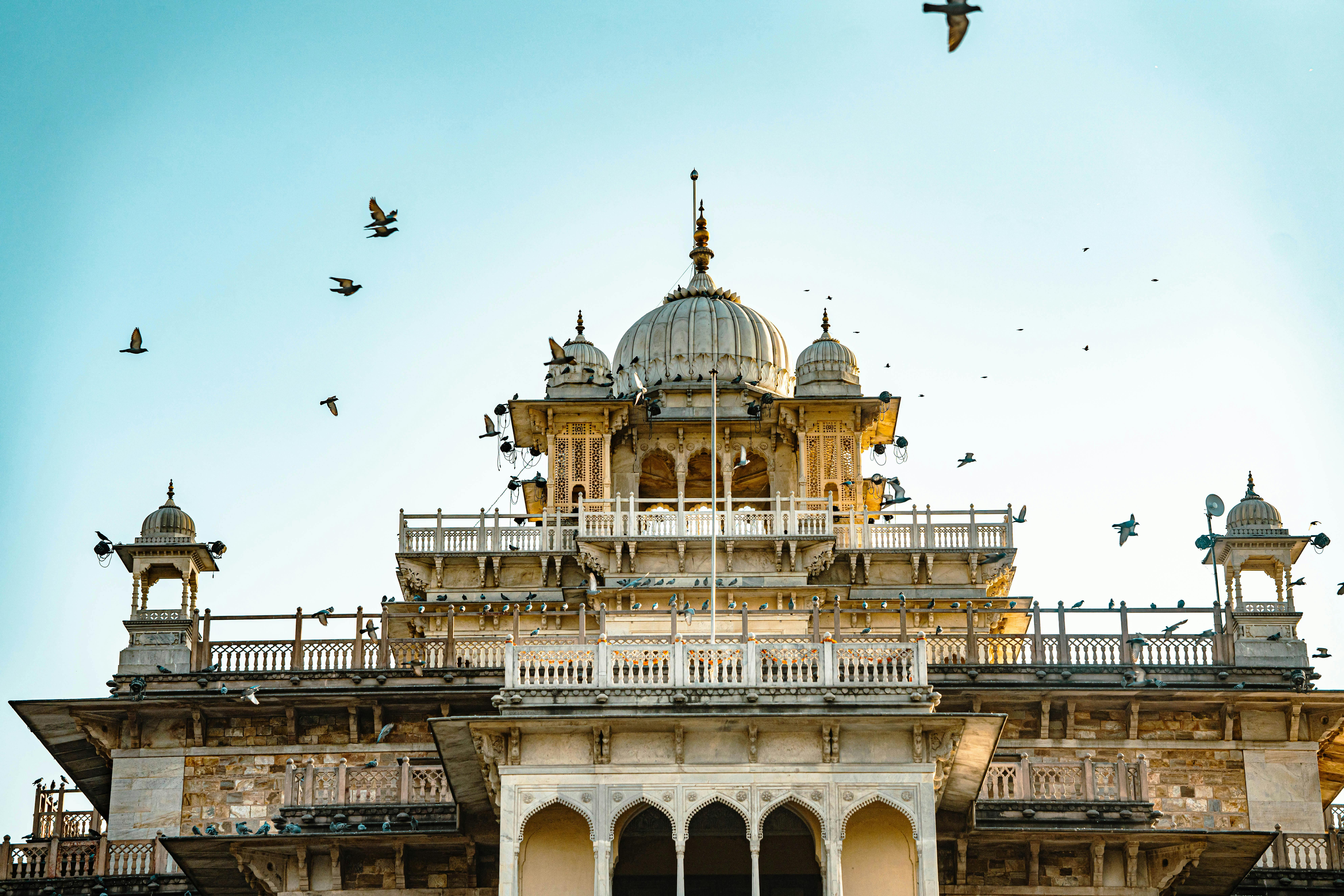 Birds Jpeg Photos, Download The BEST Free Birds Jpeg Stock Photos & HD ...