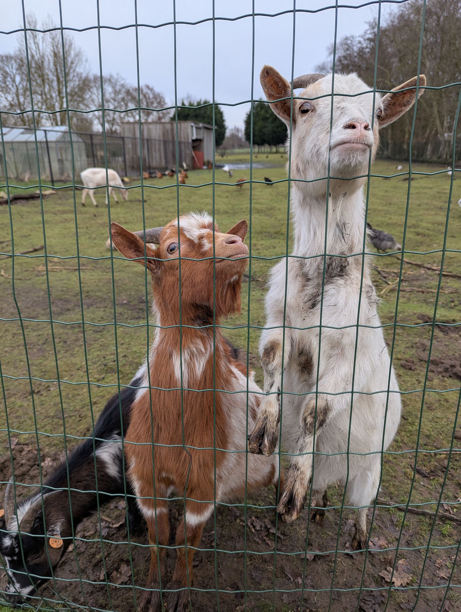 Cartoon Goat Photos, Download The BEST Free Cartoon Goat Stock Photos ...