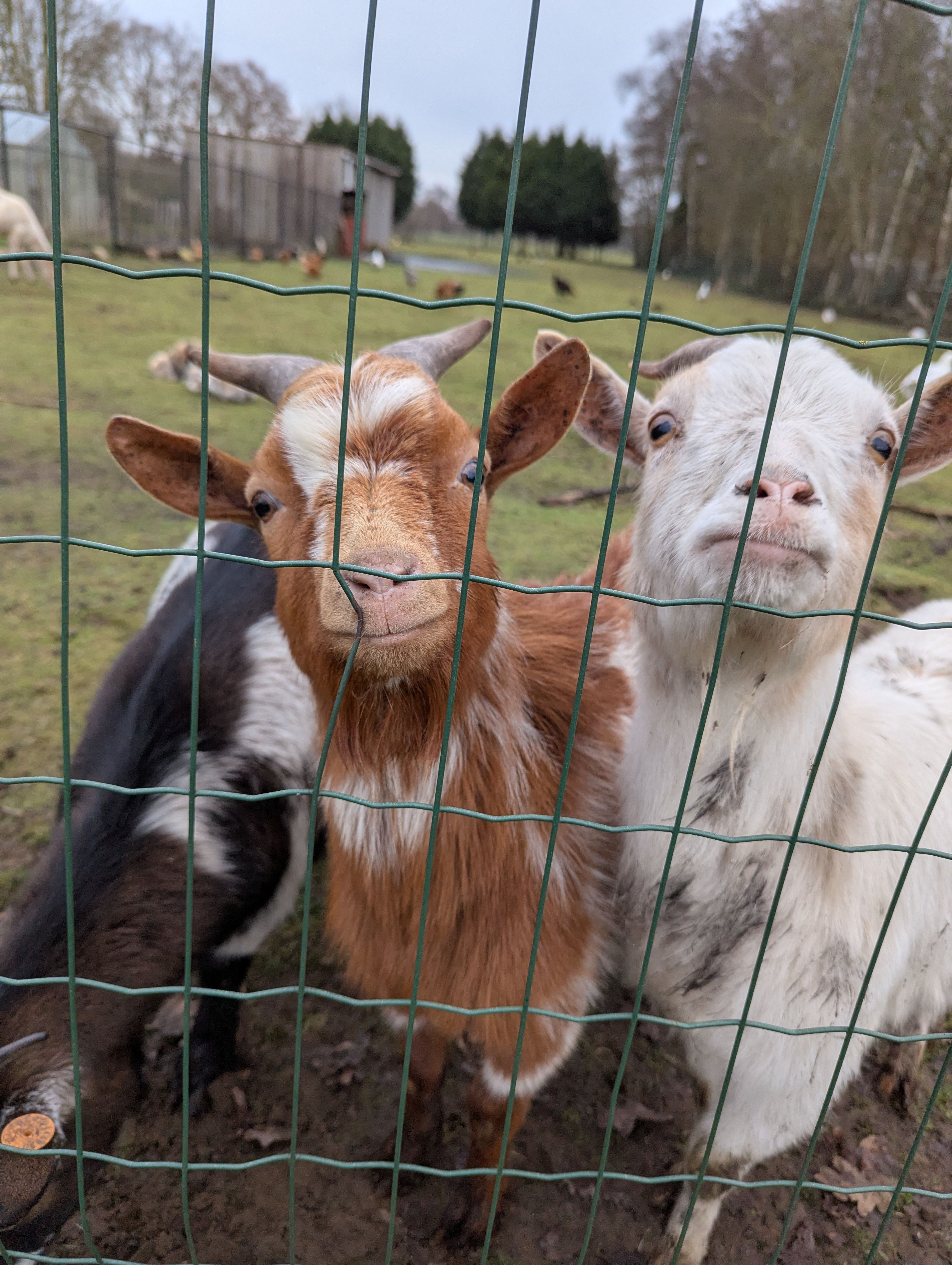 Friendly Goats Behind a Fence in Belgium · Free Stock Photo