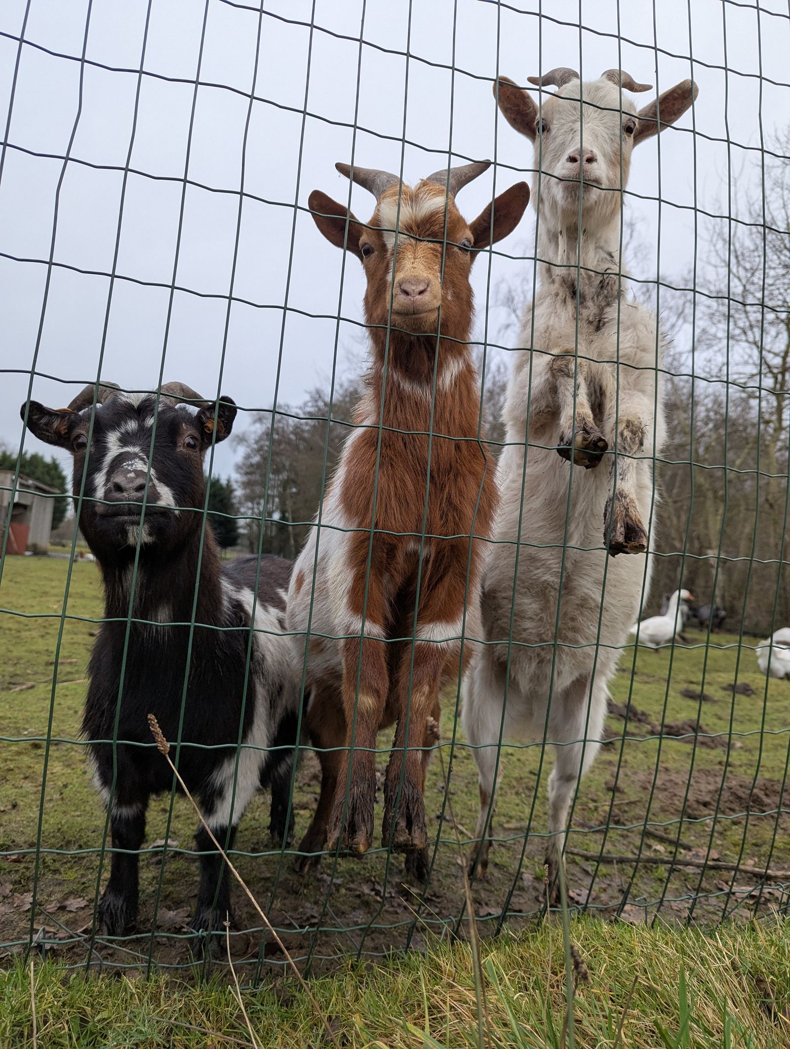 Cartoon Goat Photos, Download The BEST Free Cartoon Goat Stock Photos ...
