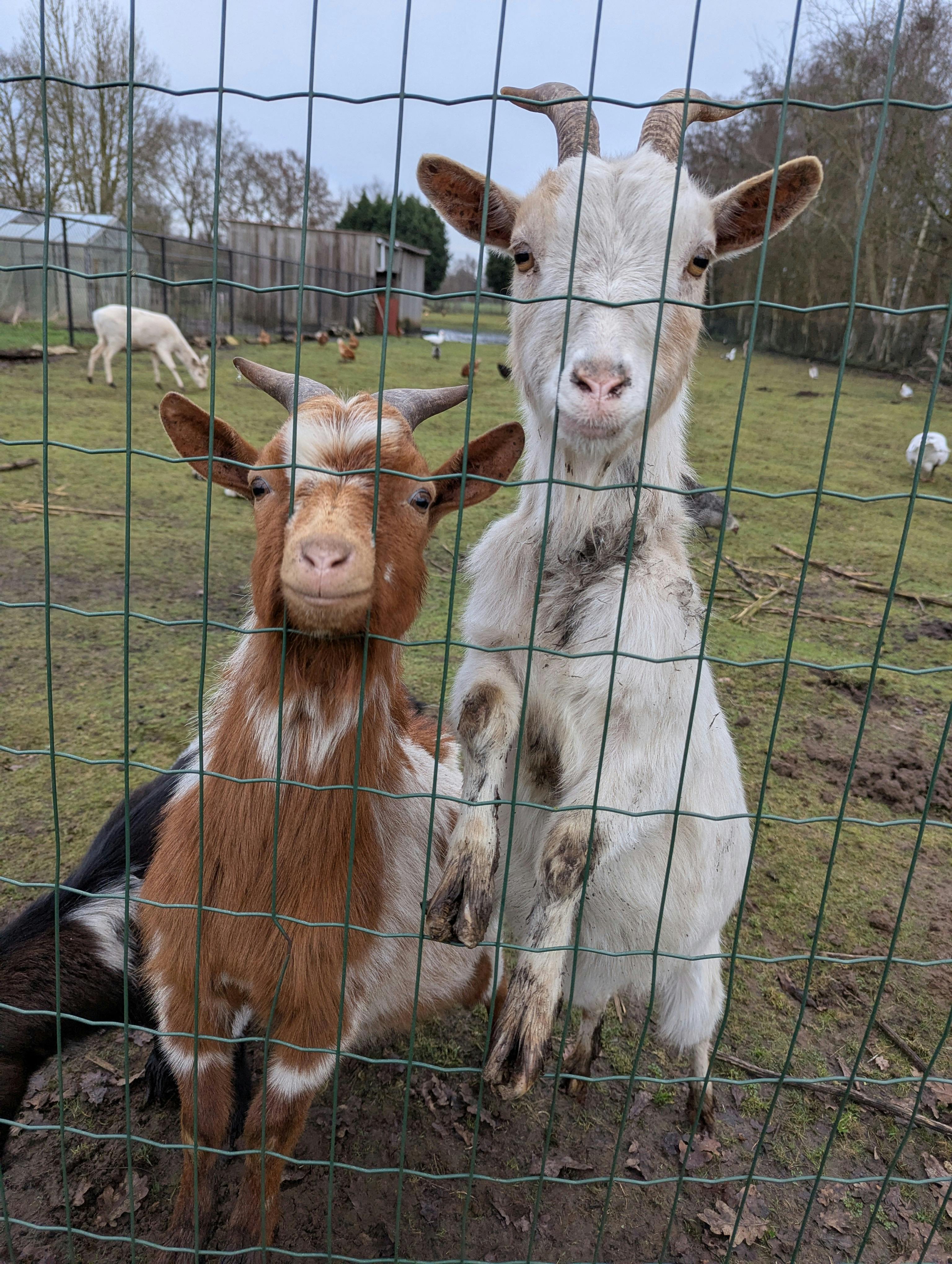 Cow, Cattle, Pigs, Chickens And Goats Photos, Download The BEST Free ...