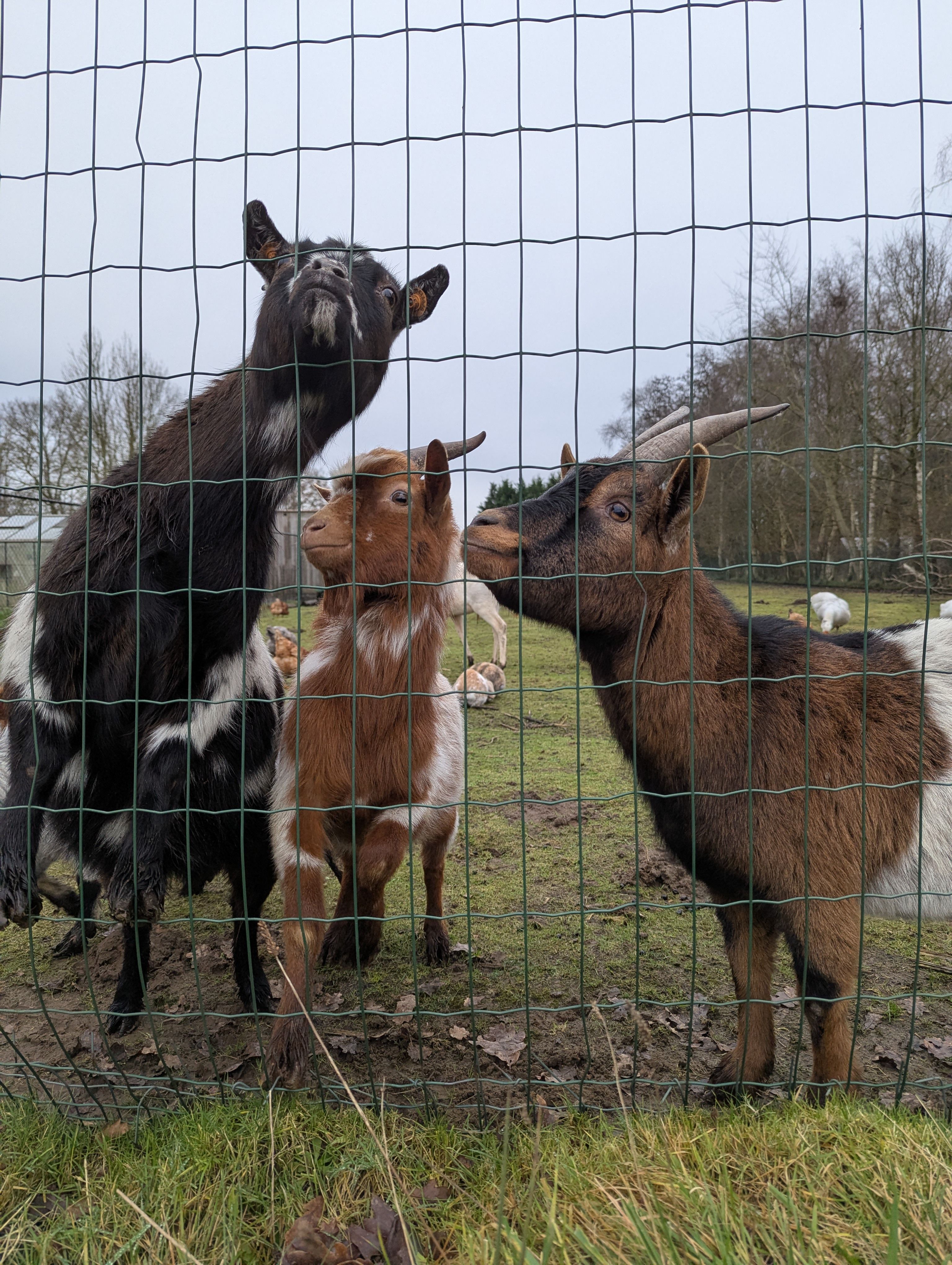Charming Goats in a Fenced Farmyard · Free Stock Photo