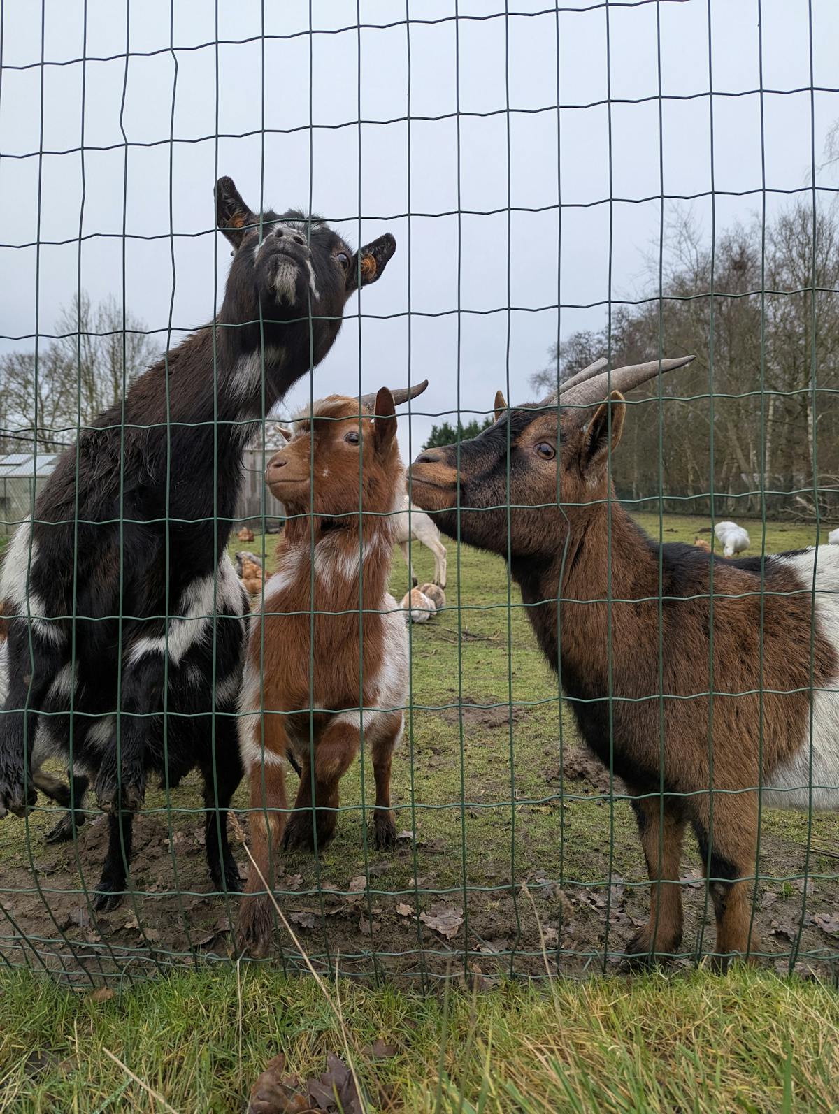 Cow, Cattle, Pigs, Chickens And Goats Photos, Download The BEST Free ...