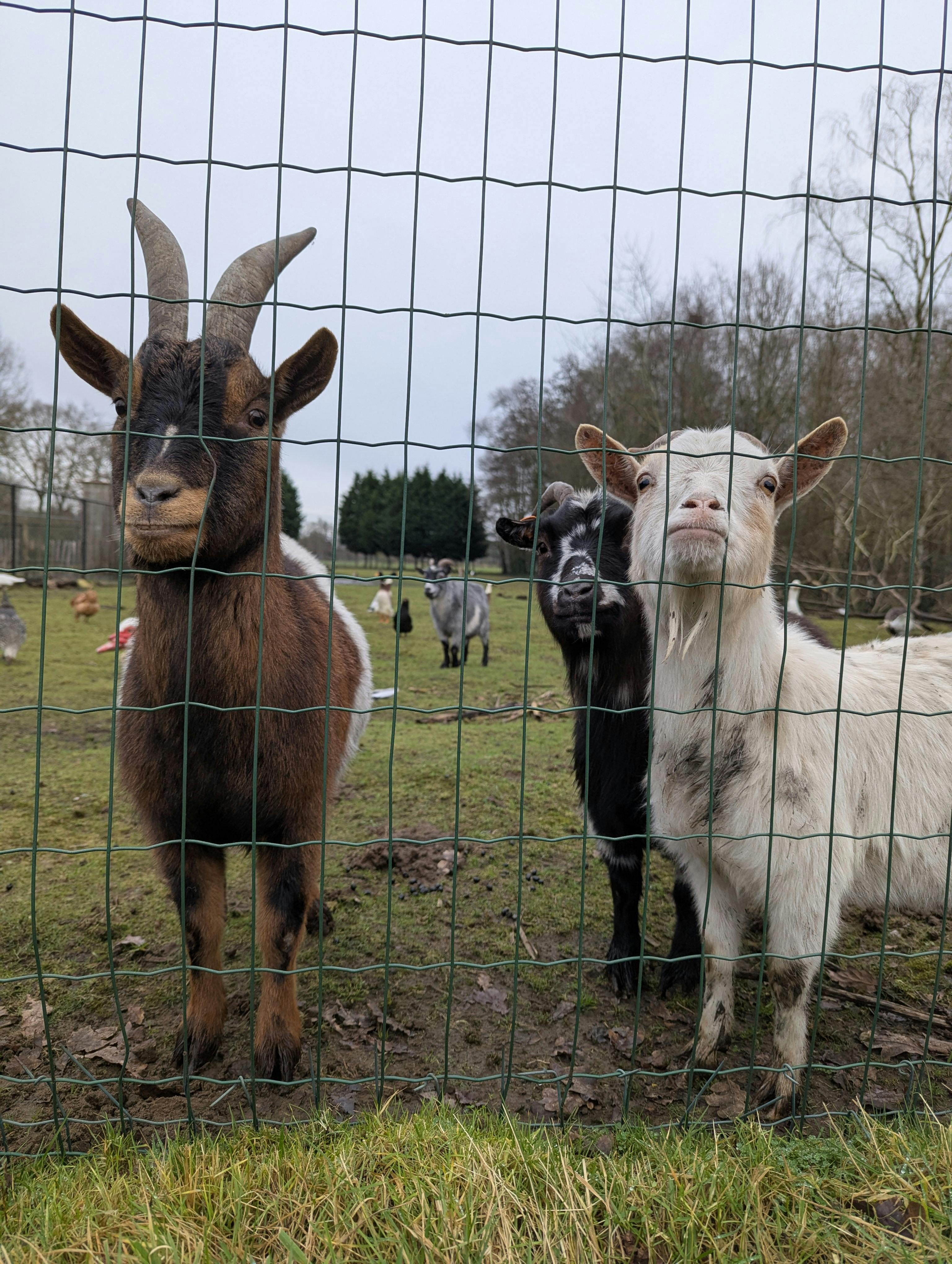 Cartoon Chicken Photos, Download The BEST Free Cartoon Chicken Stock ...