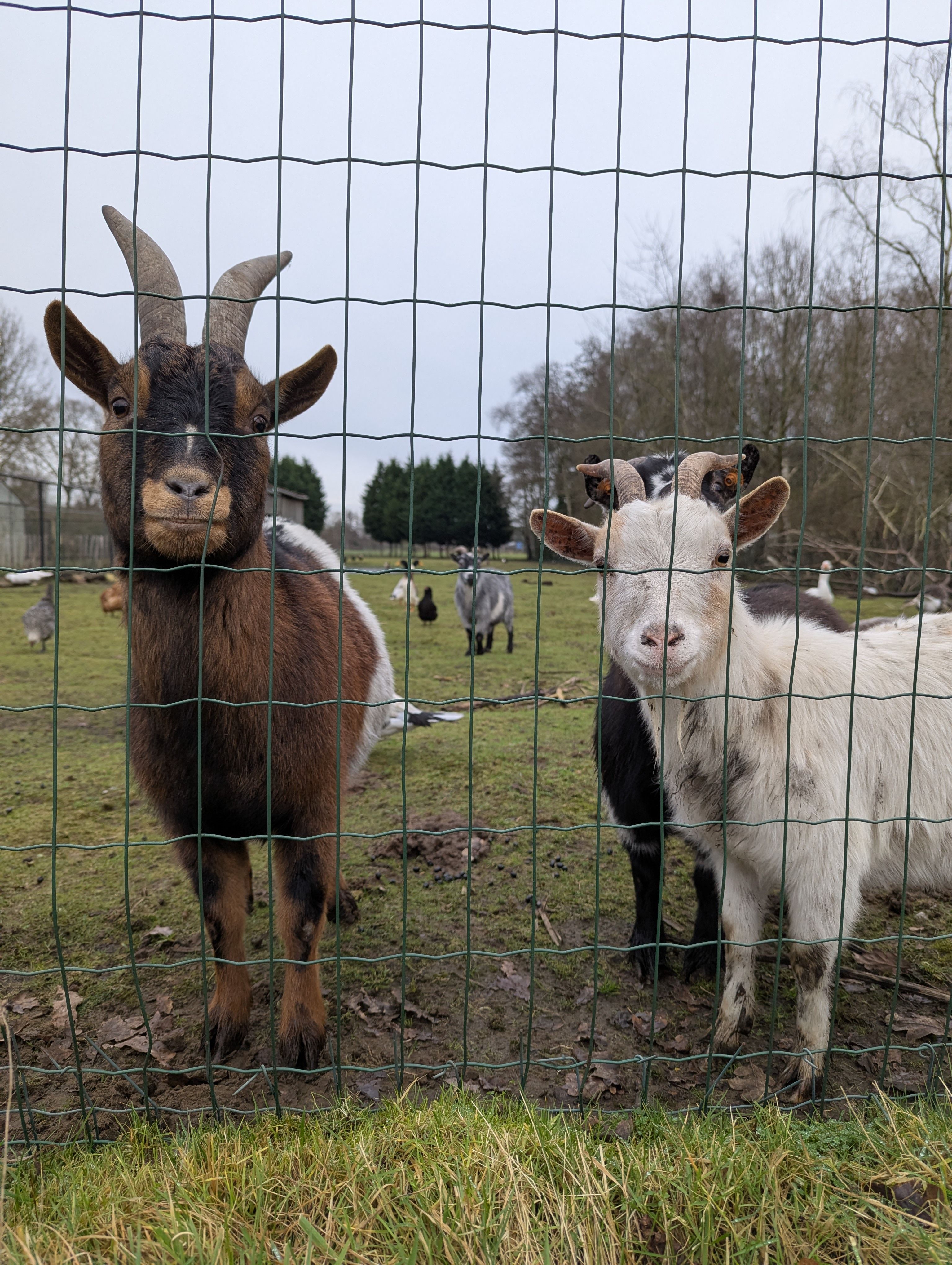 Charming Goats in a Belgian Farm in Winter · Free Stock Photo