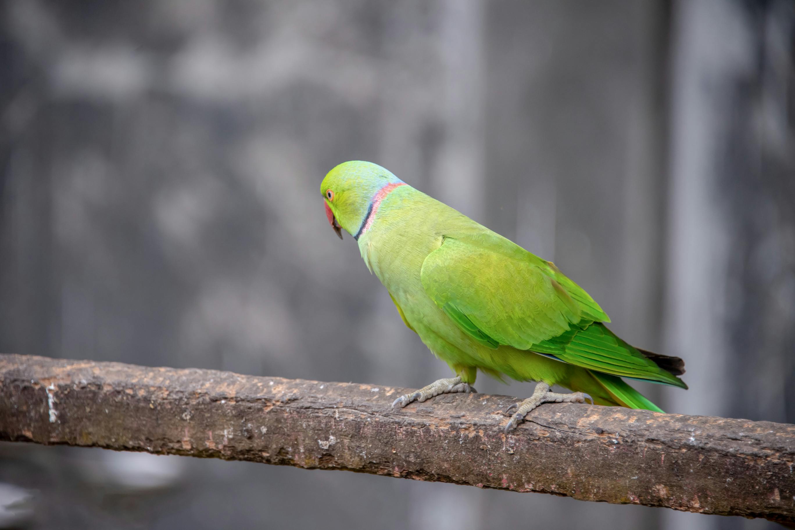 Bird Side View Photos, Download The BEST Free Bird Side View Stock ...