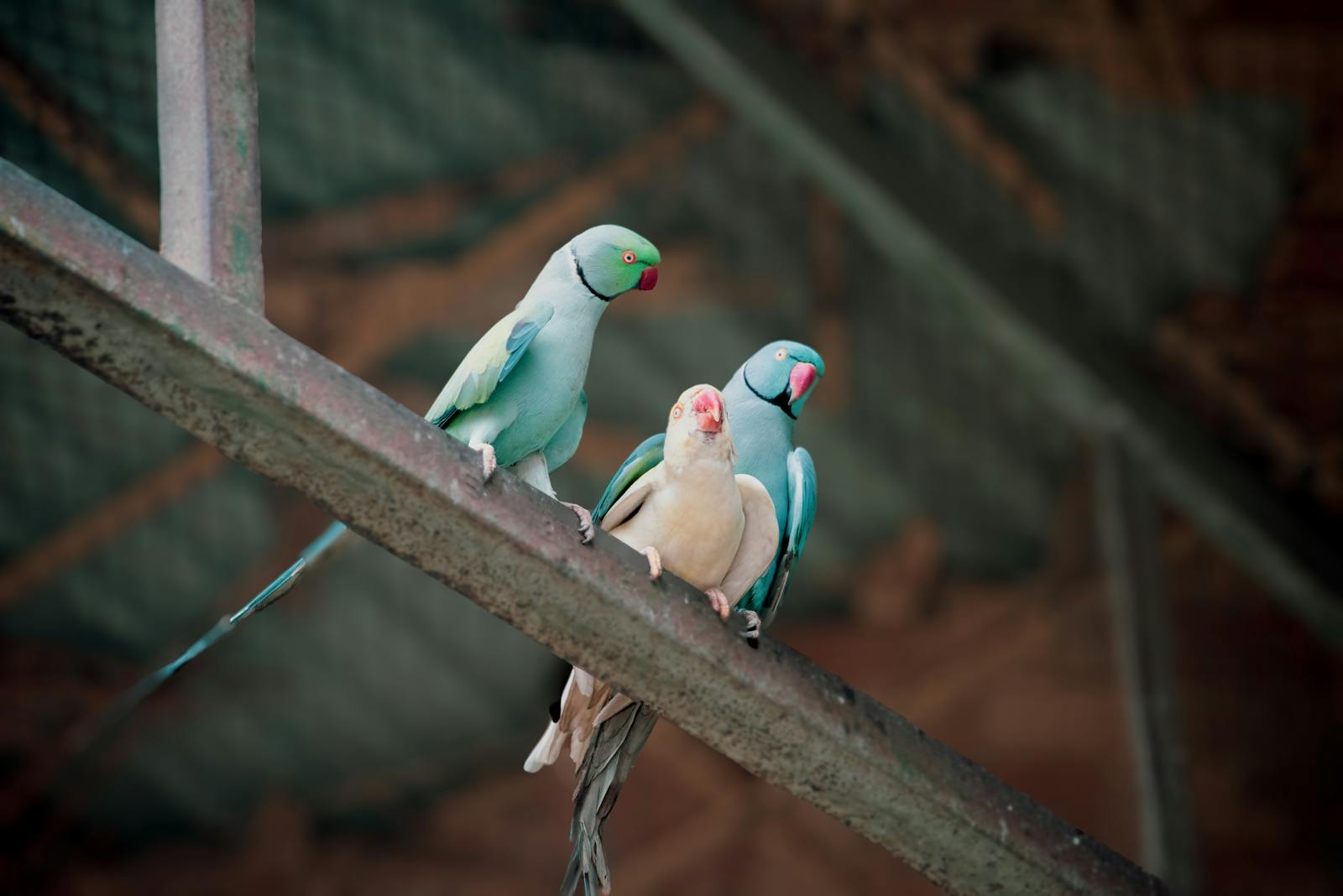 Birds Jpeg Photos, Download The BEST Free Birds Jpeg Stock Photos & HD ...