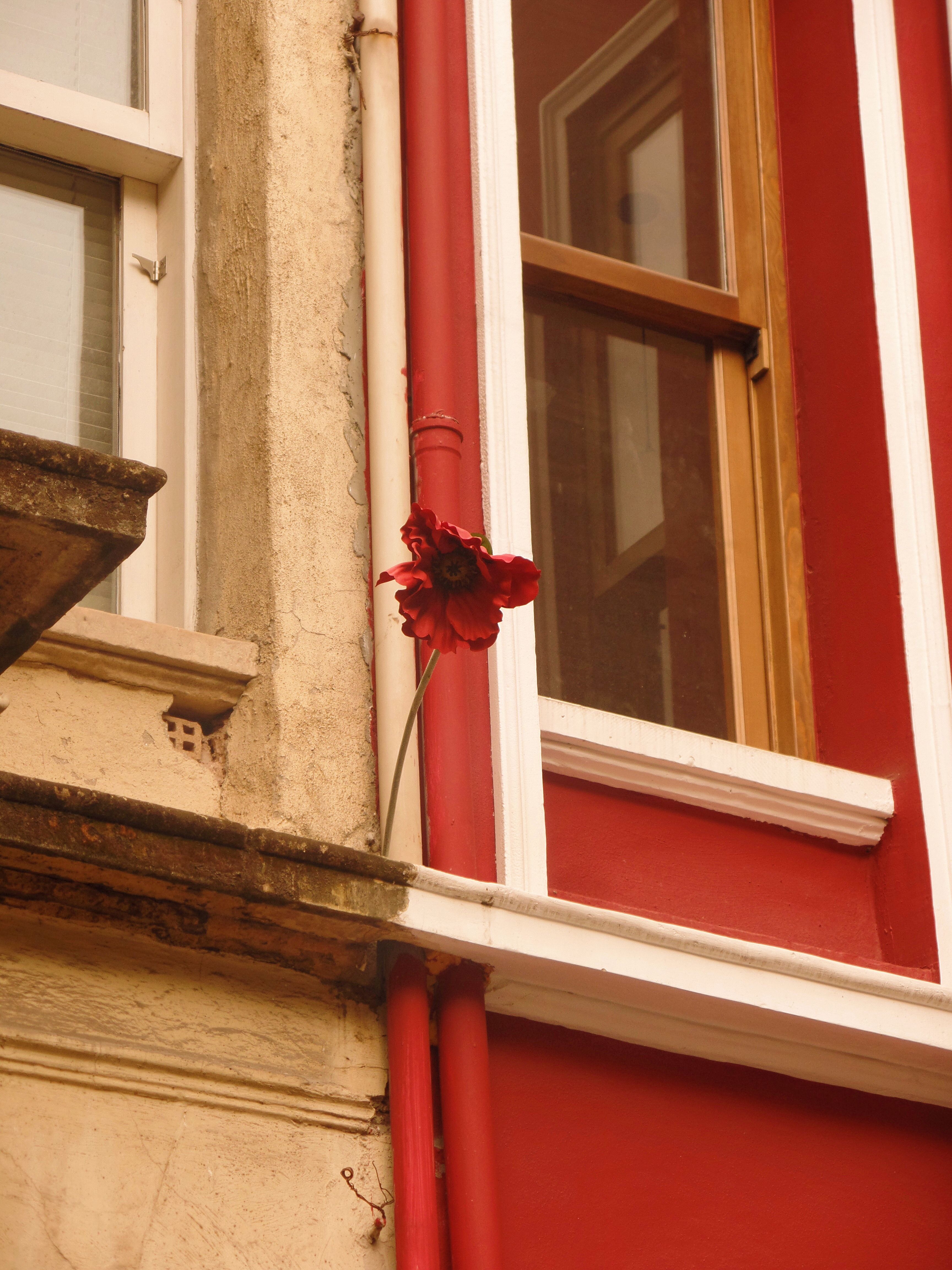 Solitary Red Flower on Urban Building Façade · Free Stock Photo