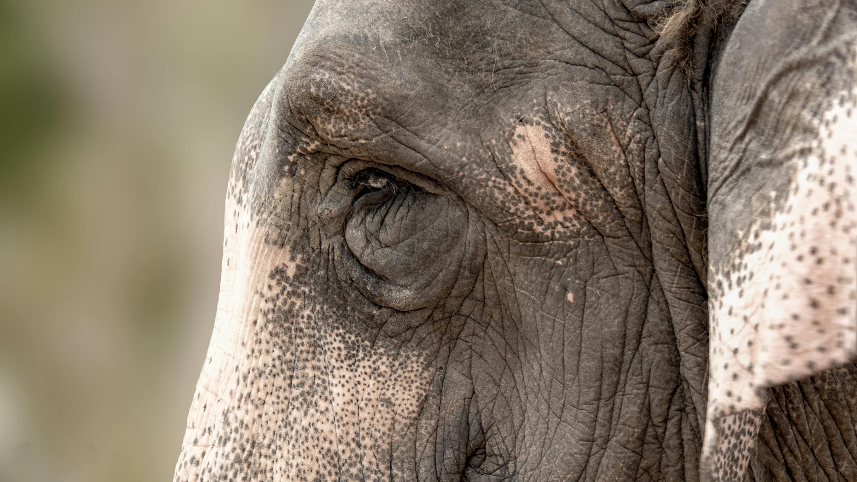 30.000+ Riesen+titten+bilder Bilder und Fotos · Kostenlos Downloaden · Pexels Stock-Fotos