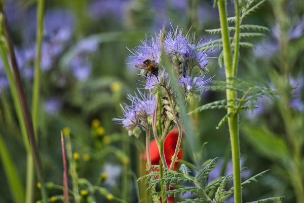 Flower Dp Photos, Download The BEST Free Flower Dp Stock Photos & HD Images
