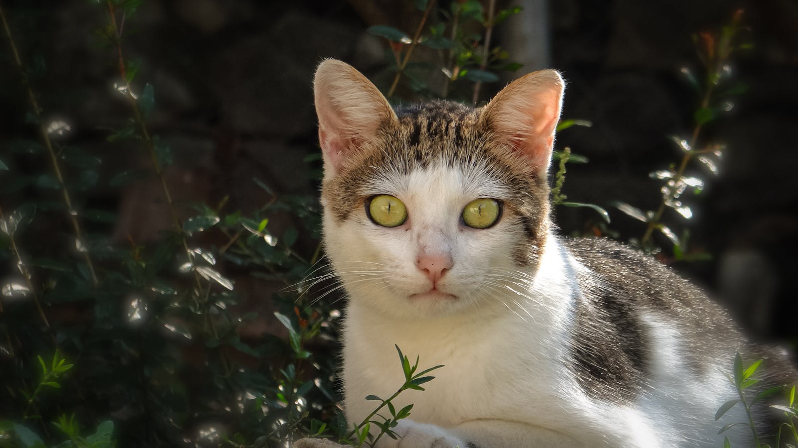 Beluga Cat Photos, Download The BEST Free Beluga Cat Stock Photos & HD ...