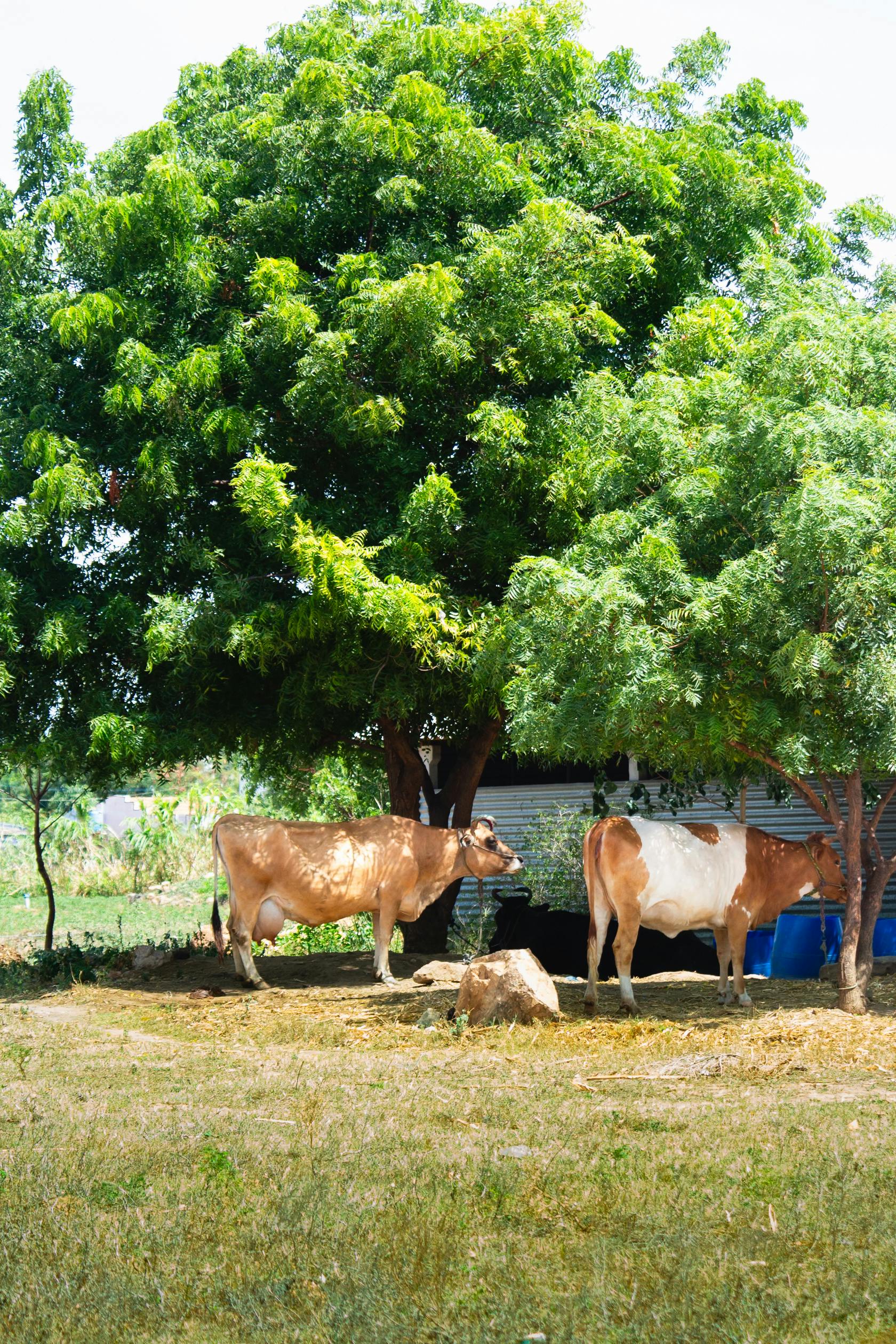 Peepal Tree Photos, Download The BEST Free Peepal Tree Stock Photos ...