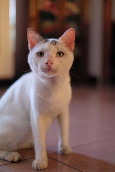 Beluga Cat Photos, Download The BEST Free Beluga Cat Stock Photos & HD ...