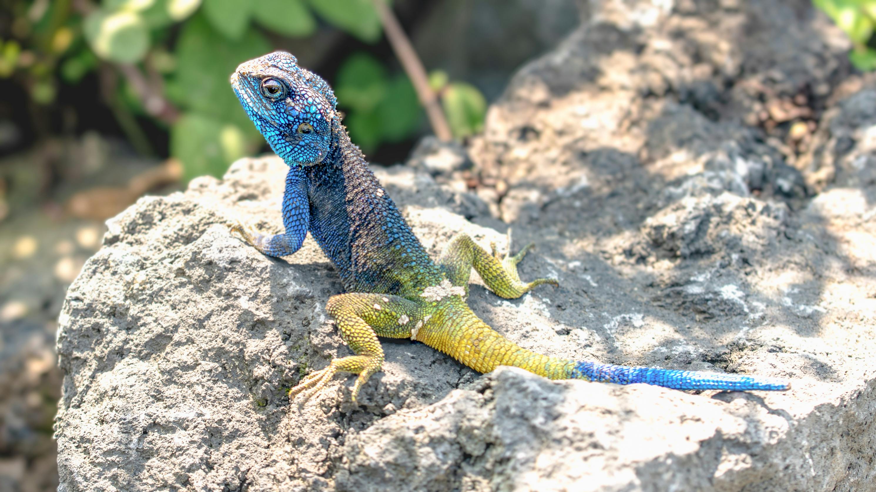 Congo+Lanvuages Photos, Download The BEST Free Congo+Lanvuages Stock ...