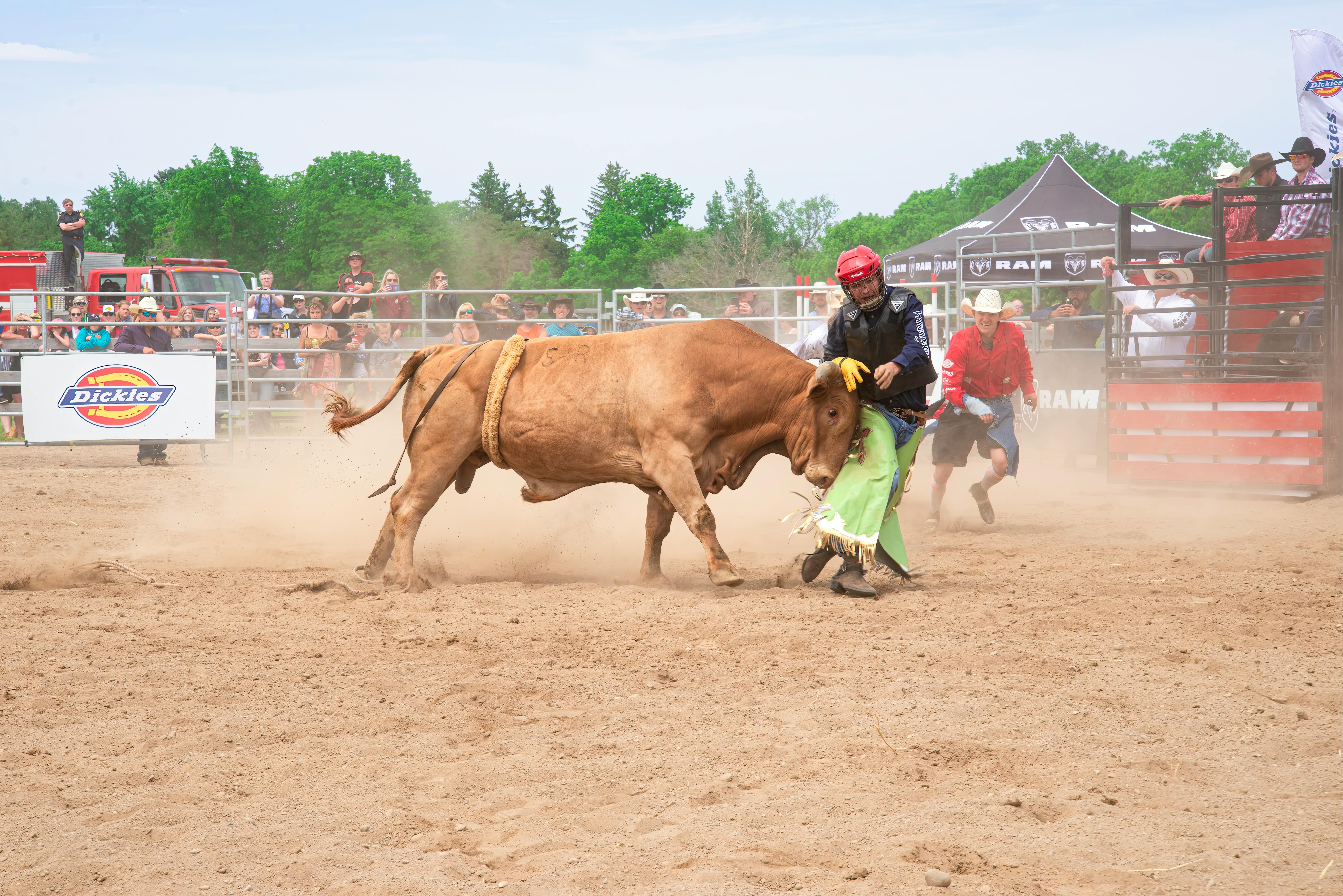 Bull Photos, Download The BEST Free Bull Stock Photos & HD Images