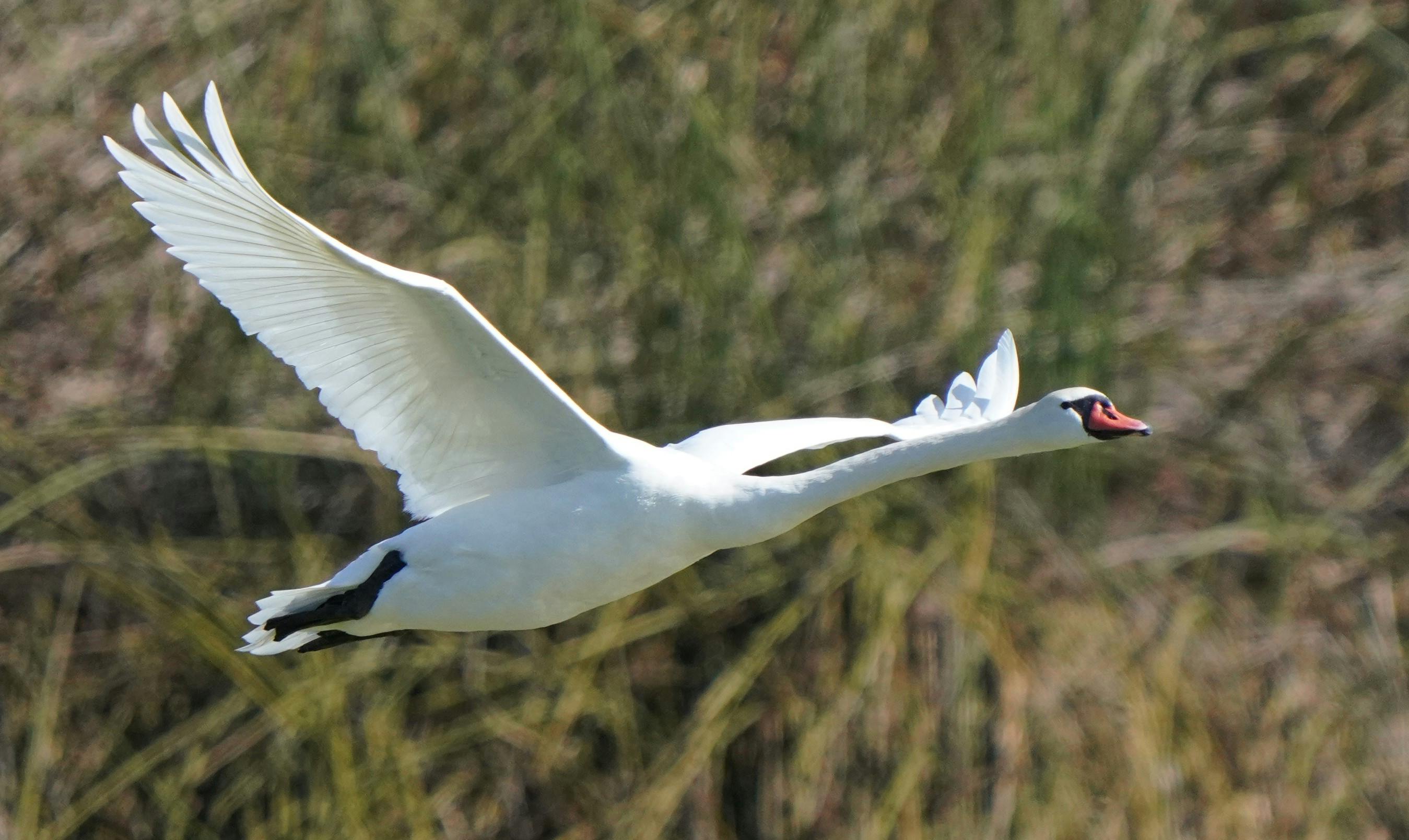 Scroller+Butterfly+Wings Photos, Download The BEST Free Scroller ...