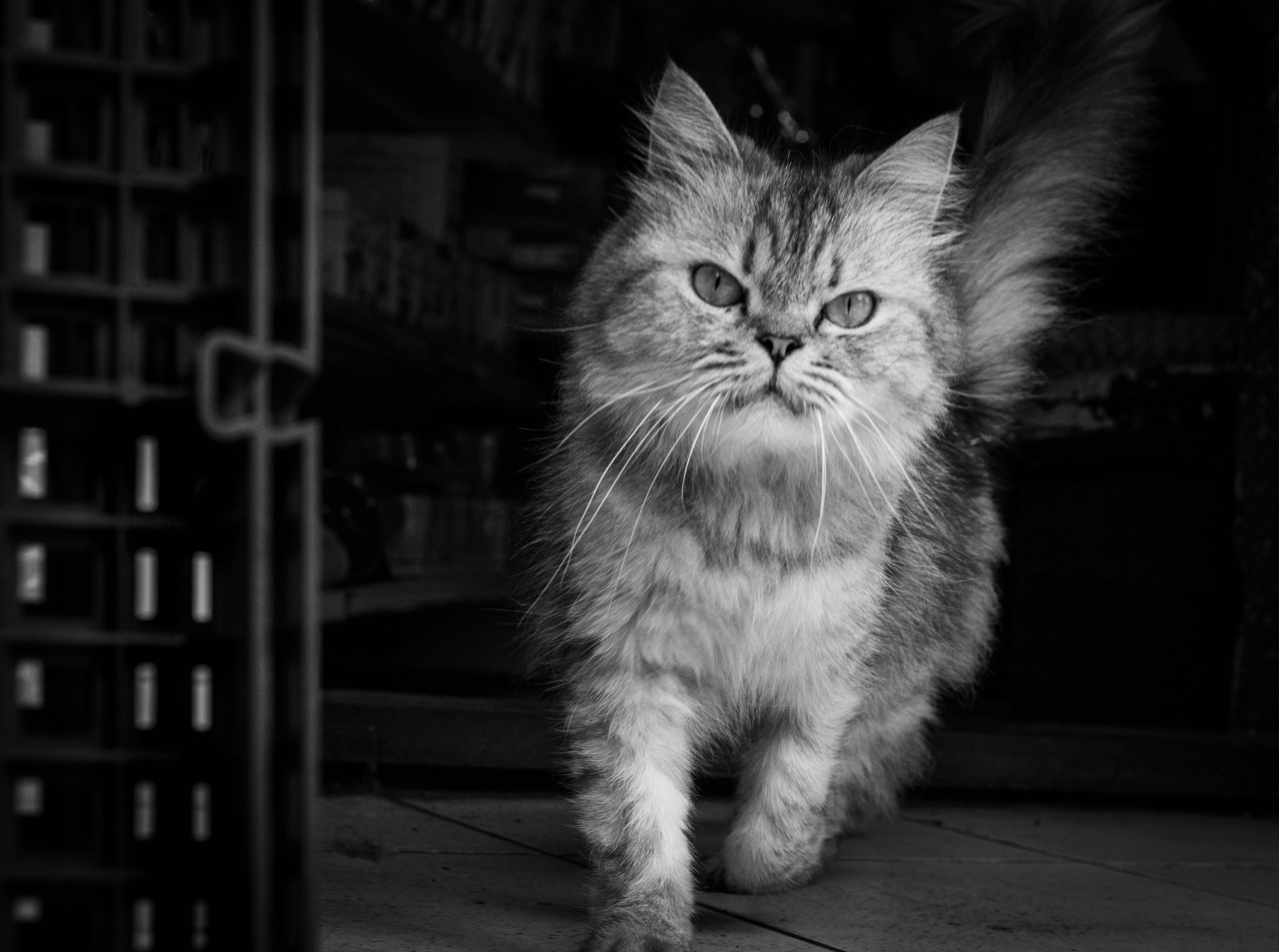 Cats Reference Photos, Download The BEST Free Cats Reference Stock ...