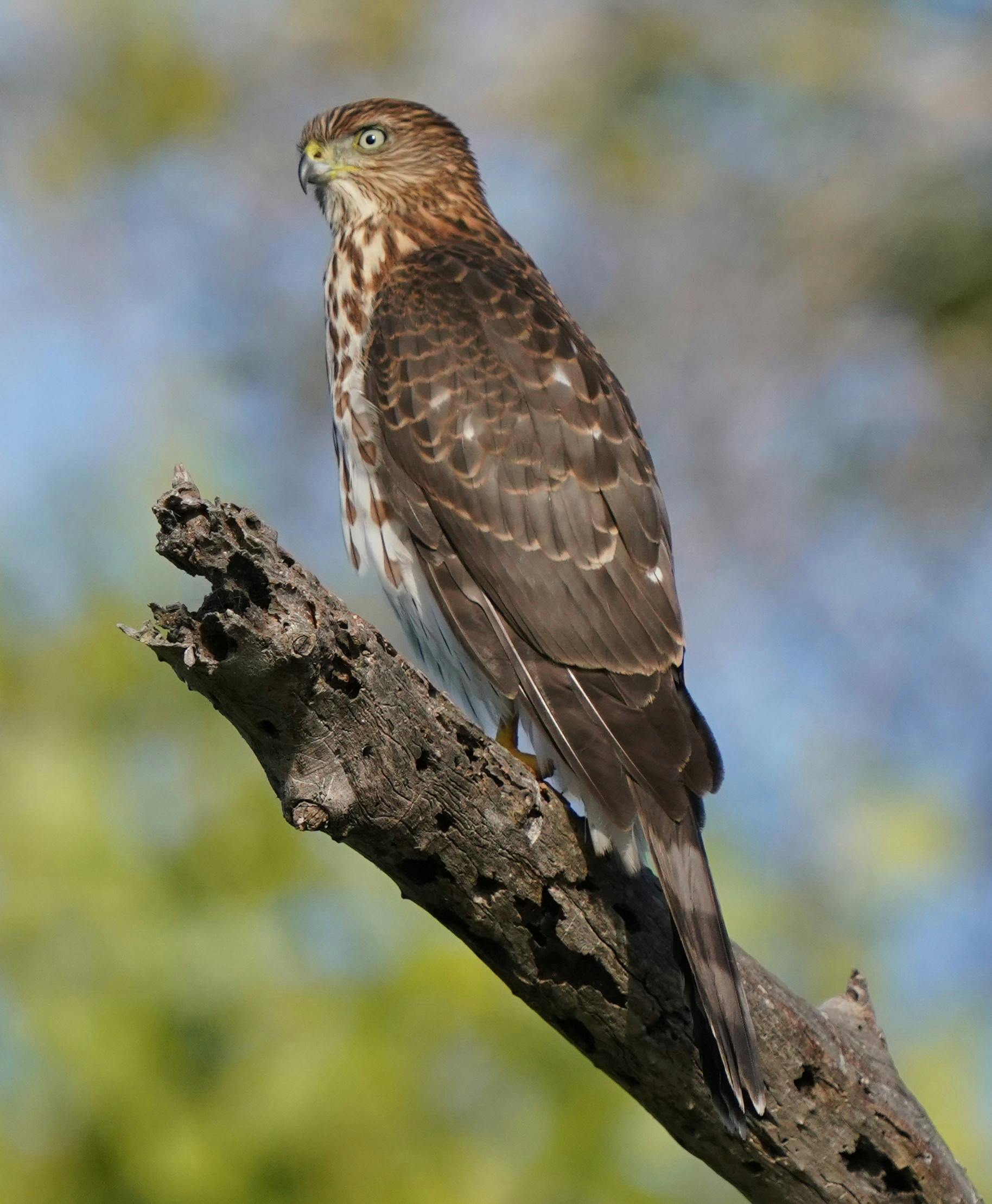 Scroller+Butterfly+Wings Photos, Download The BEST Free Scroller ...