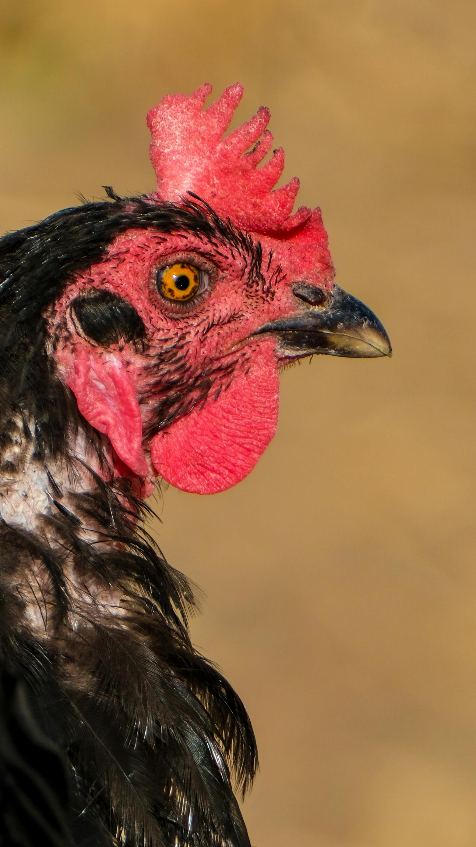 Close-Up of a Black Rooster in Bursa · Free Stock Photo
