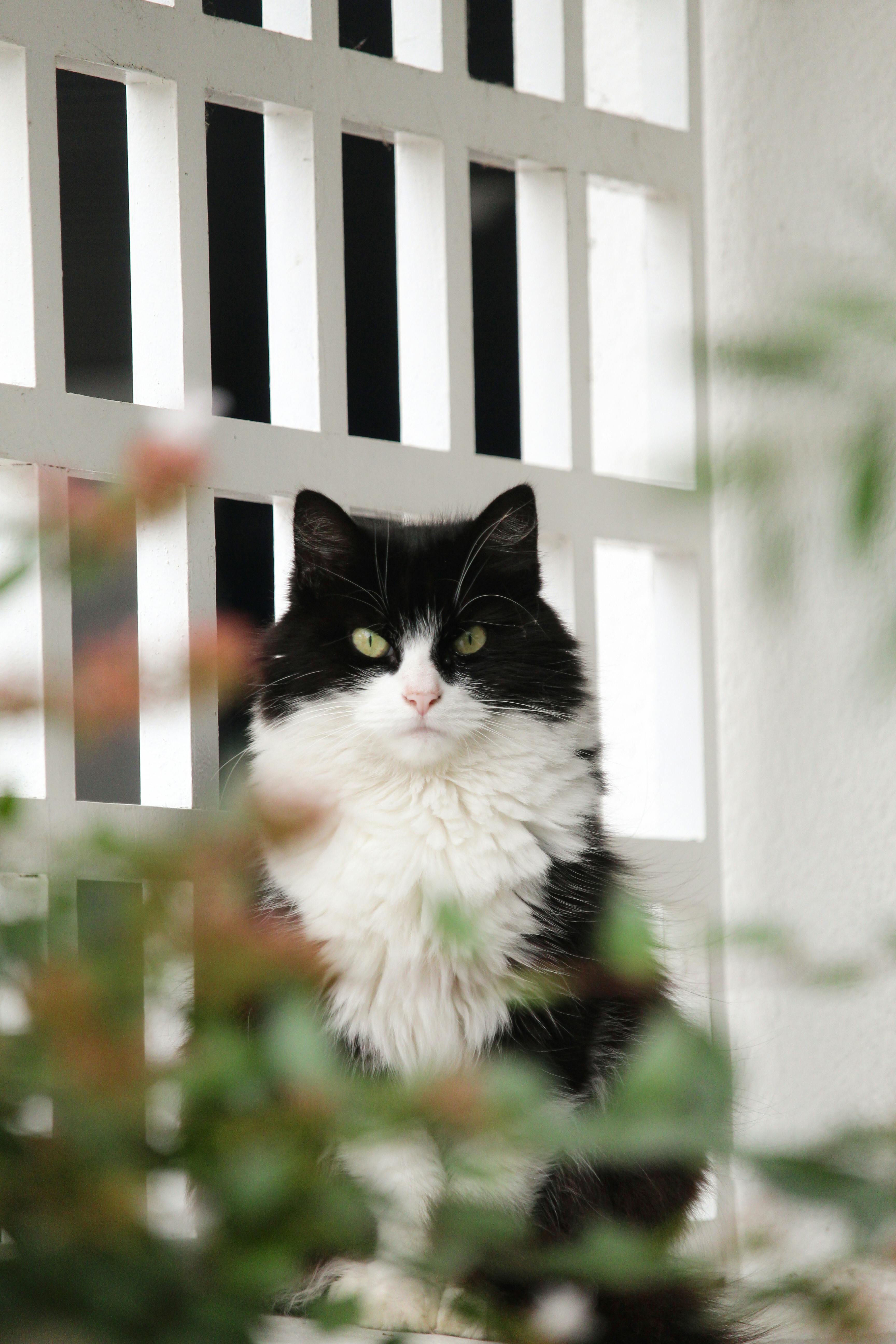 Beluga Cat Photos, Download The BEST Free Beluga Cat Stock Photos & HD ...