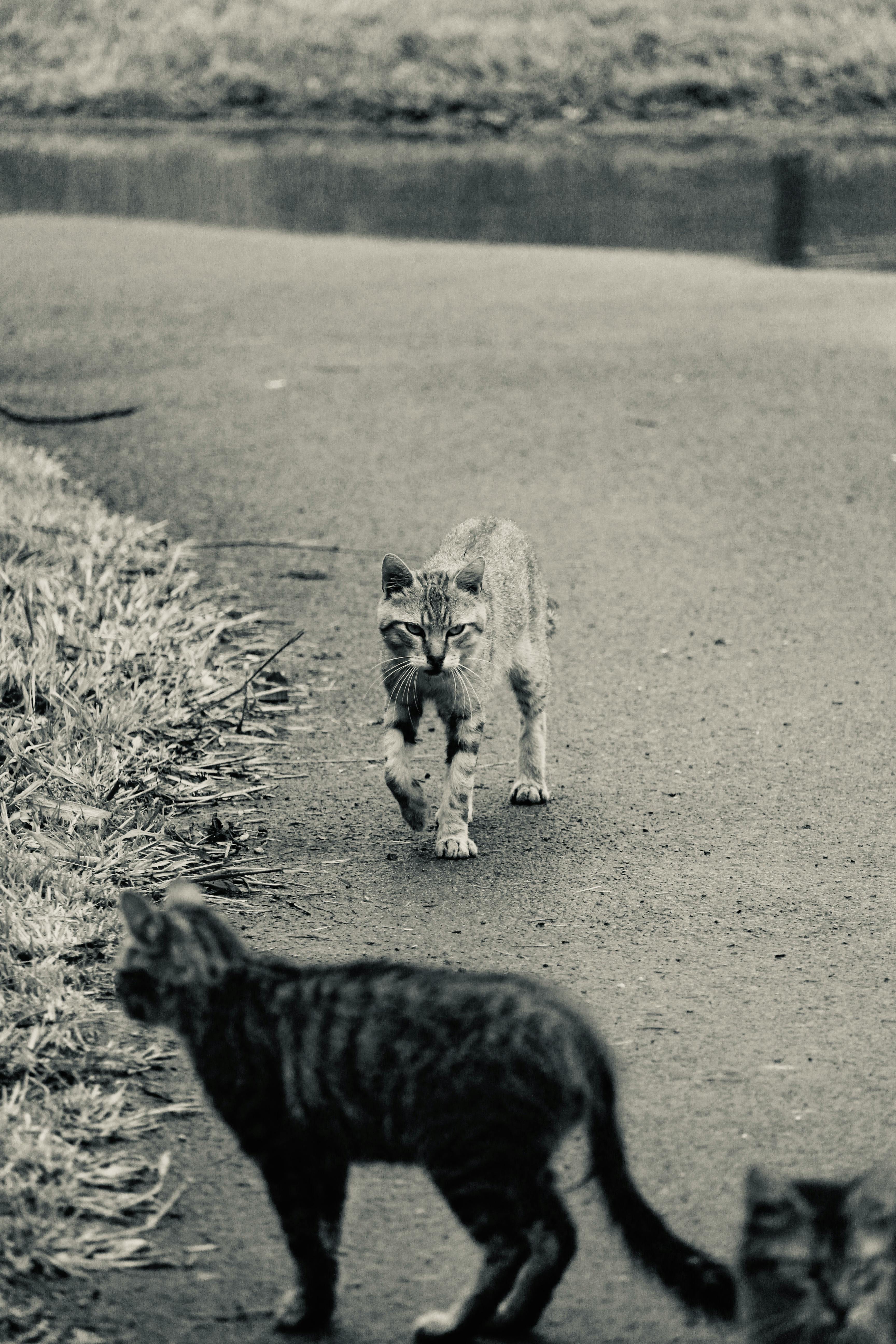 Herding Cats Photos, Download The BEST Free Herding Cats Stock Photos ...