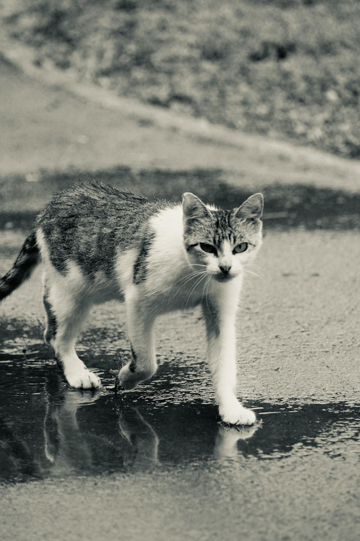 Beluga Cat Photos, Download The BEST Free Beluga Cat Stock Photos & HD ...