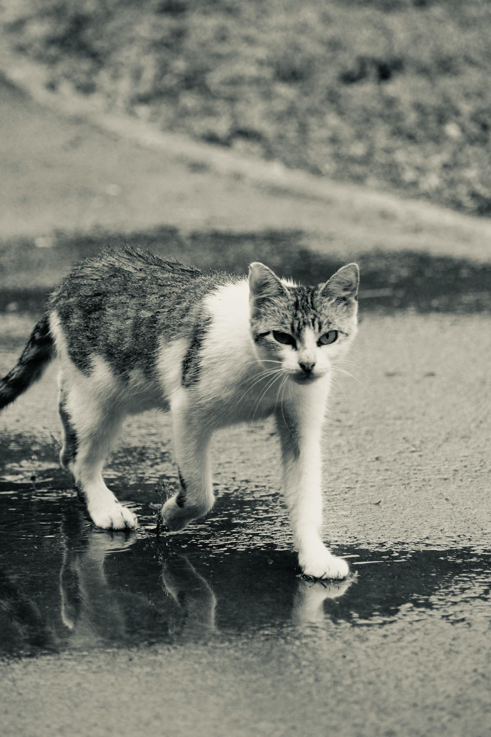 Beluga Cat Photos, Download The BEST Free Beluga Cat Stock Photos & HD ...