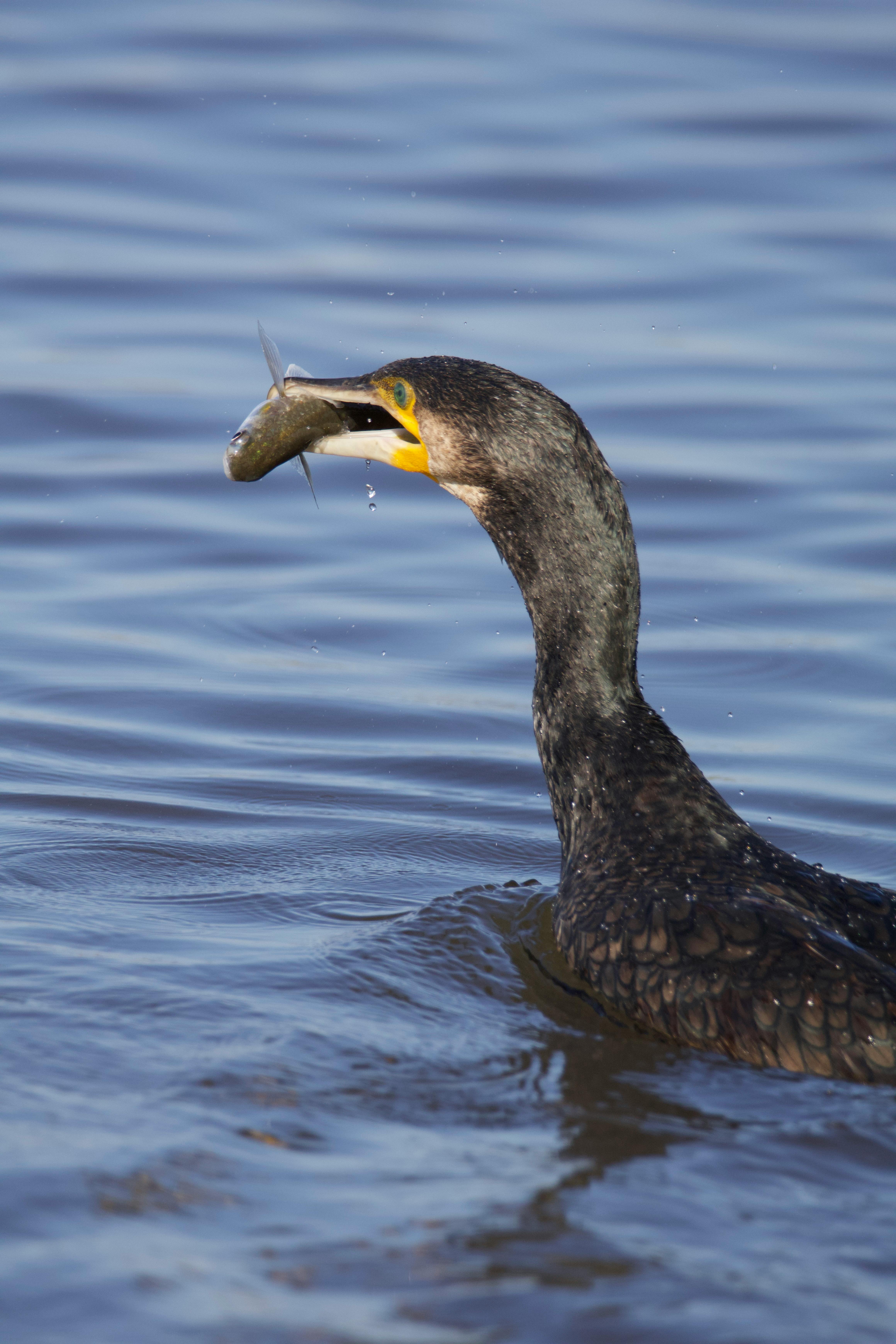 Parrot Fish Photos, Download The BEST Free Parrot Fish Stock Photos ...