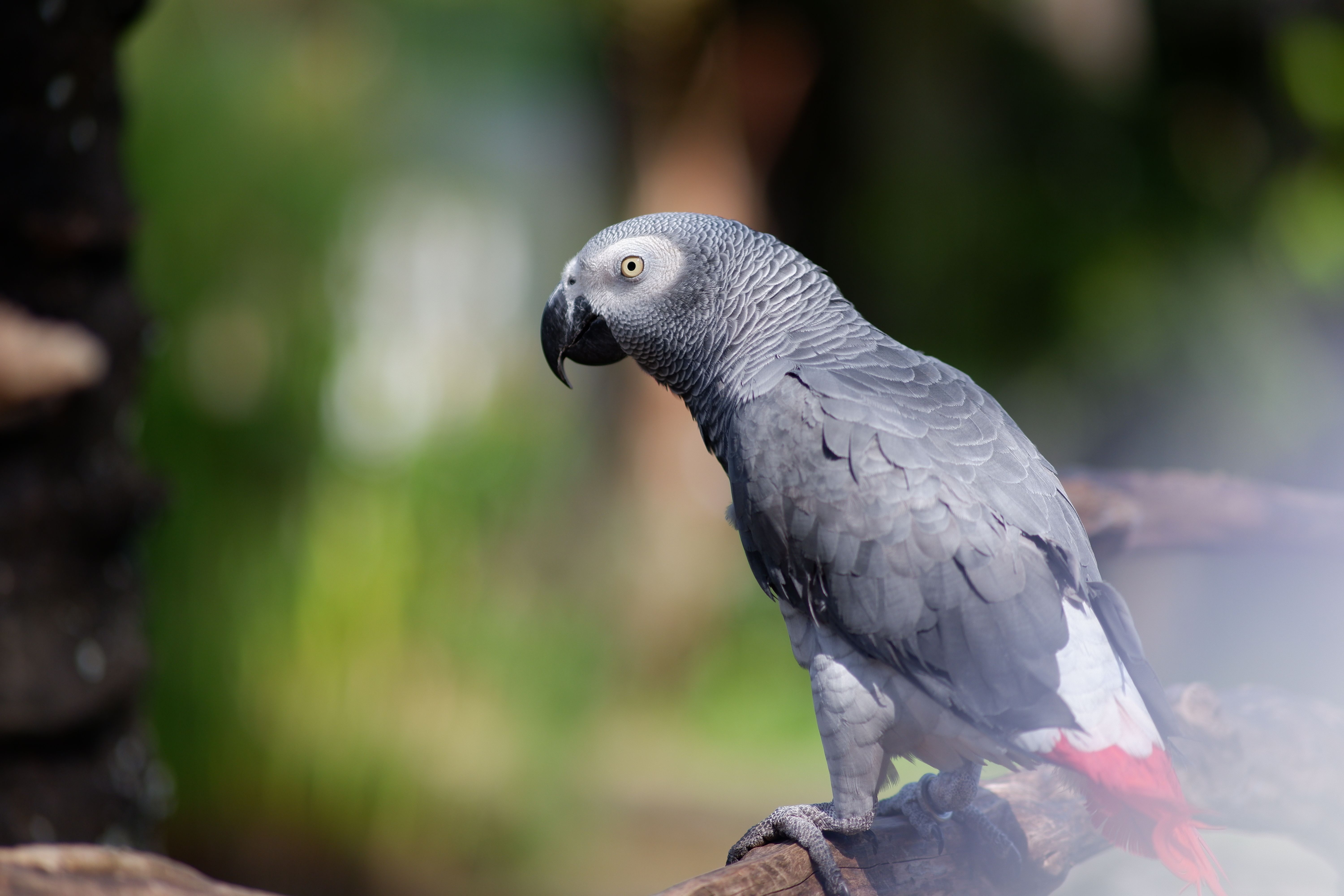 Primer Plano De Un Loro Gris Africano Posado Al Aire Libre · Foto de ...