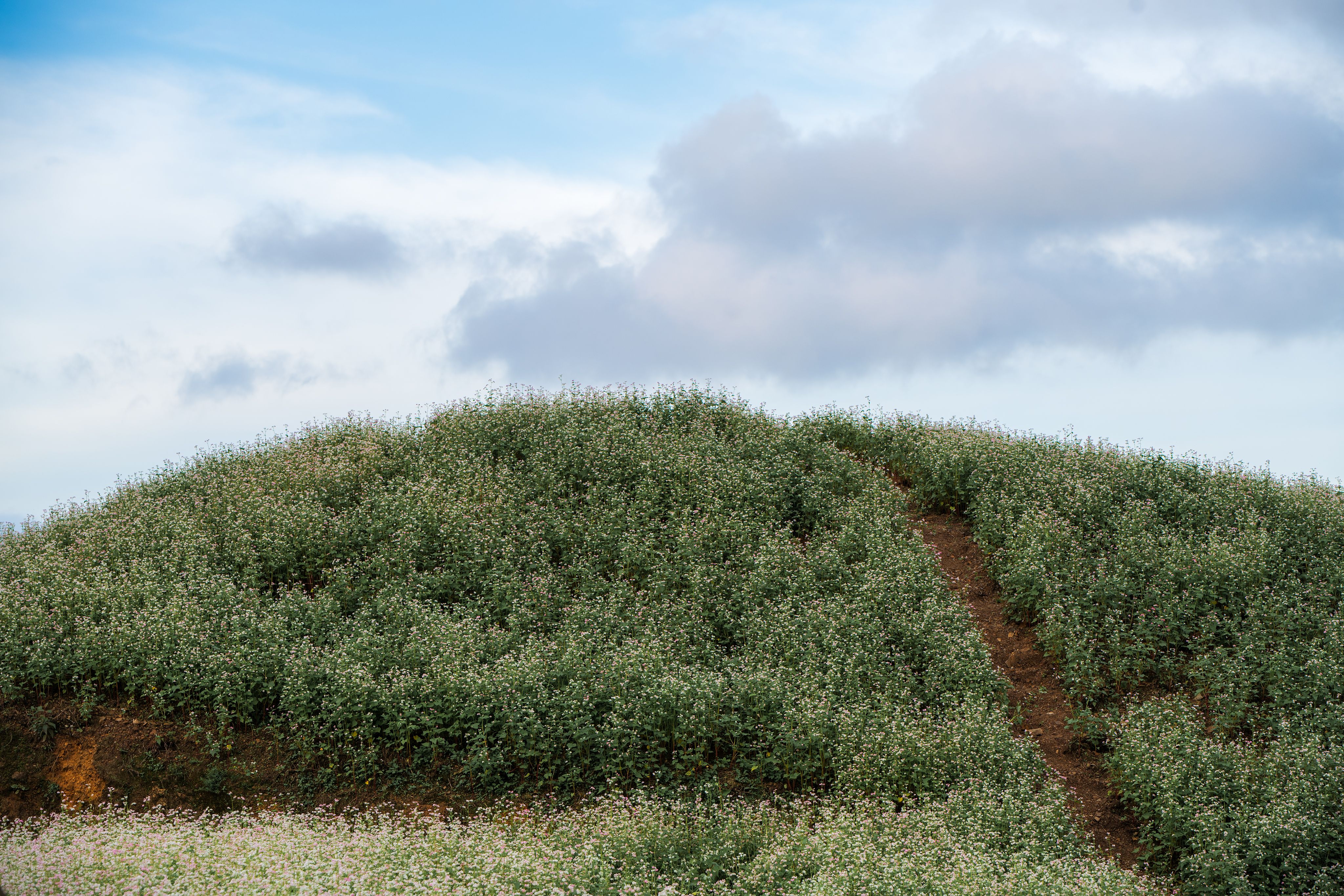 Lush Green Hill with Pathway Under Blue Sky · Free Stock Photo