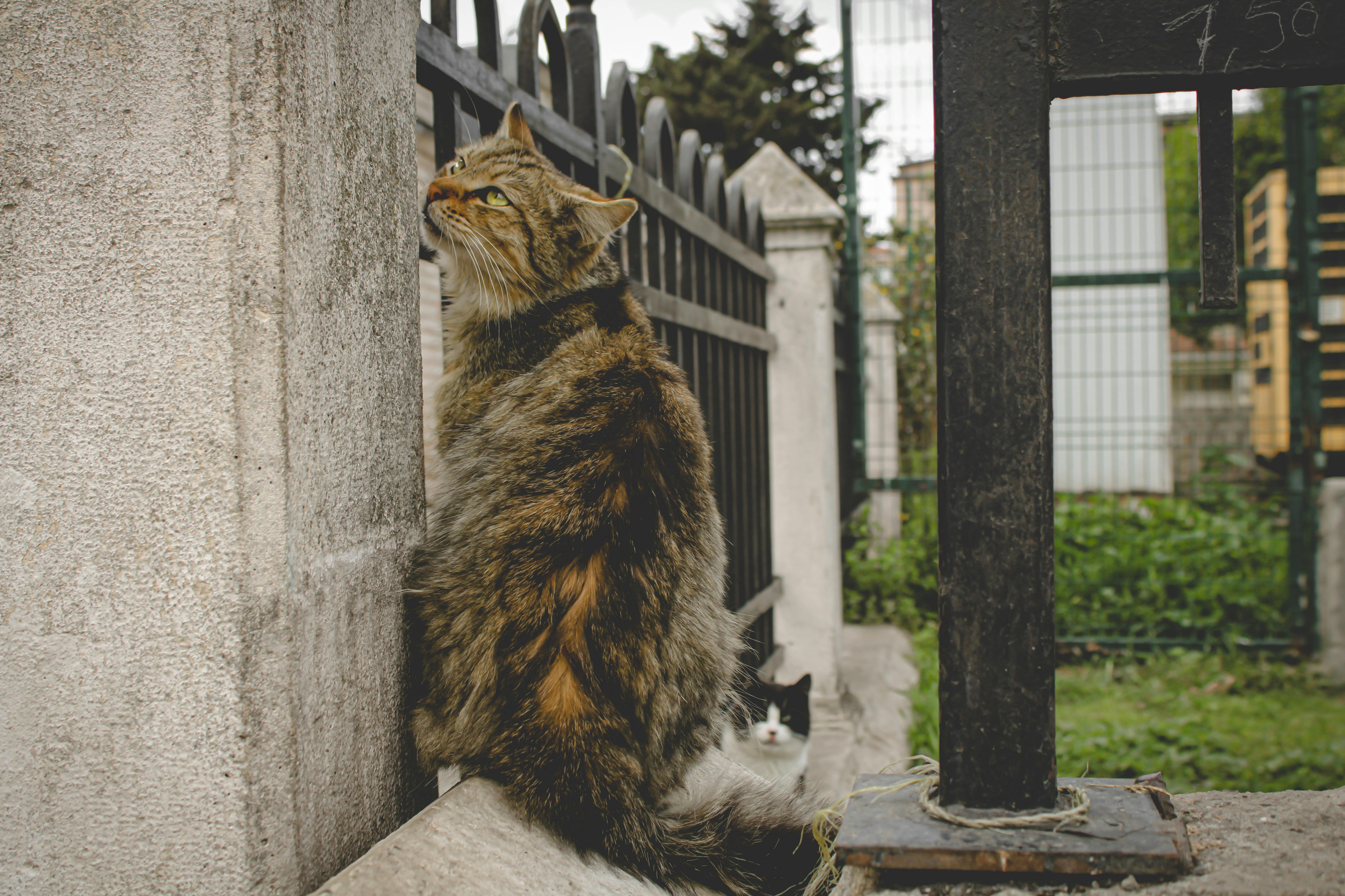 Cats Reference Photos, Download The BEST Free Cats Reference Stock ...