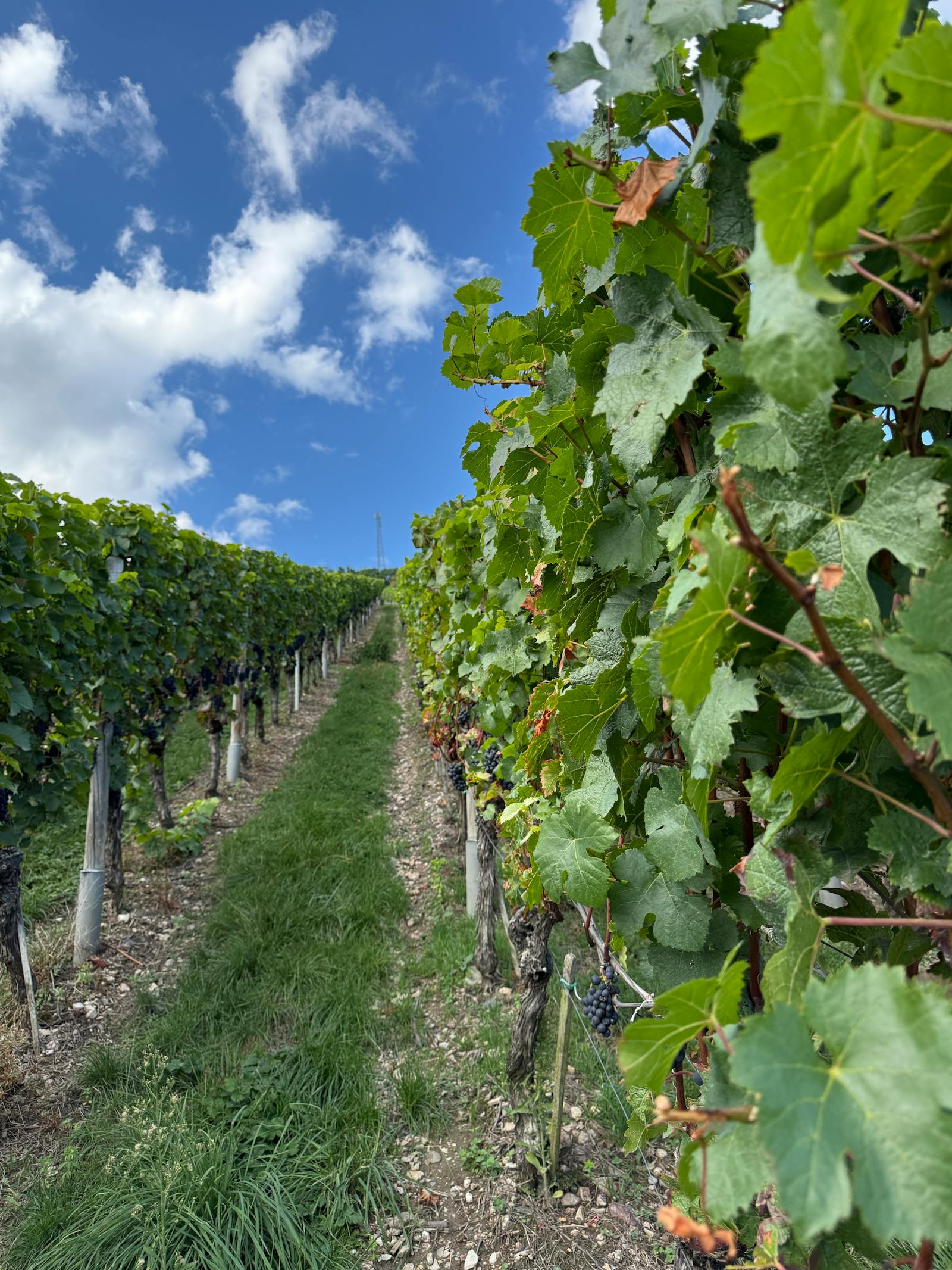 Napa Valley Photos, Download The BEST Free Napa Valley Stock Photos ...