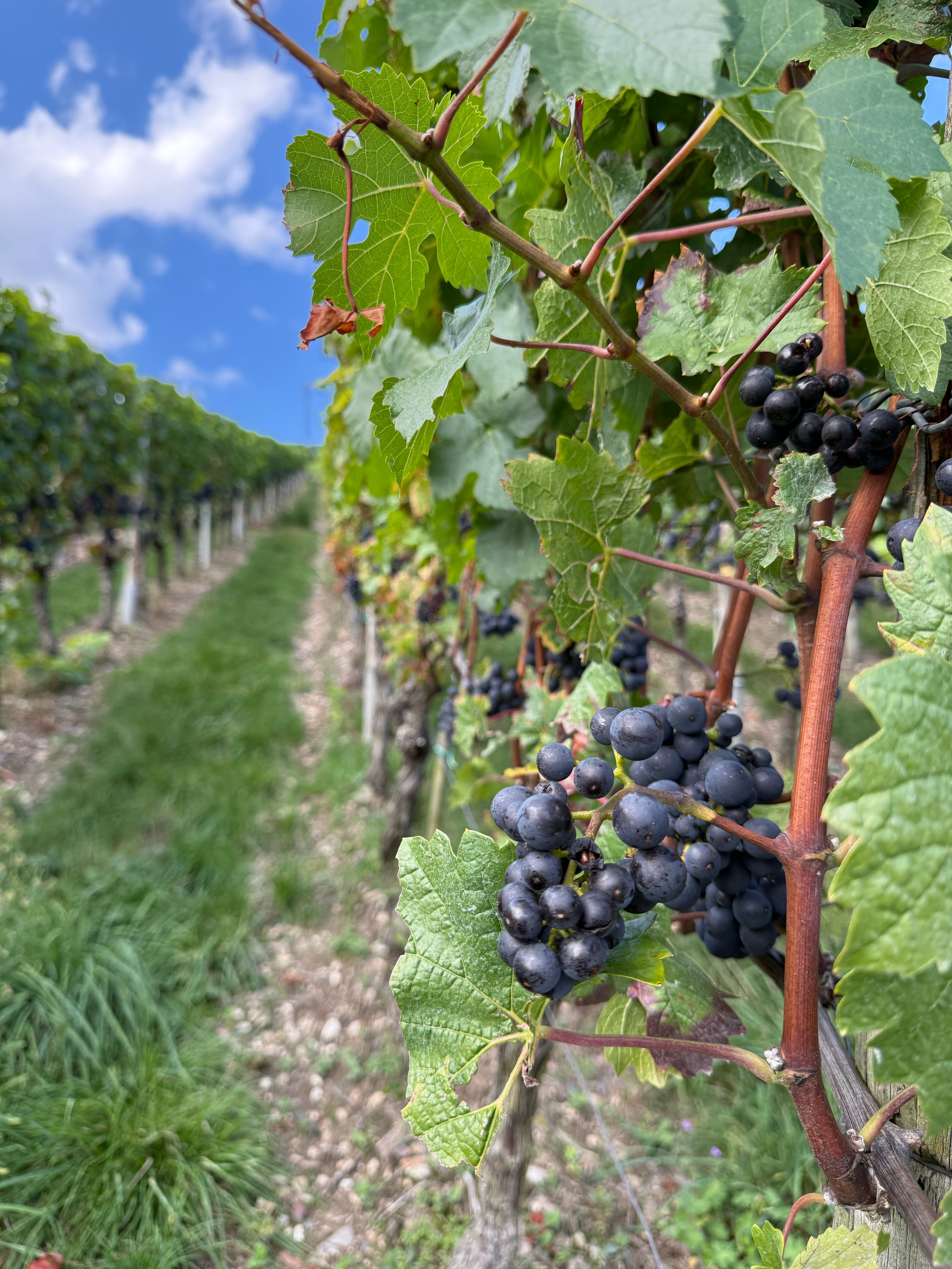 Vibrant Vineyard Grapes in German Countryside · Free Stock Photo