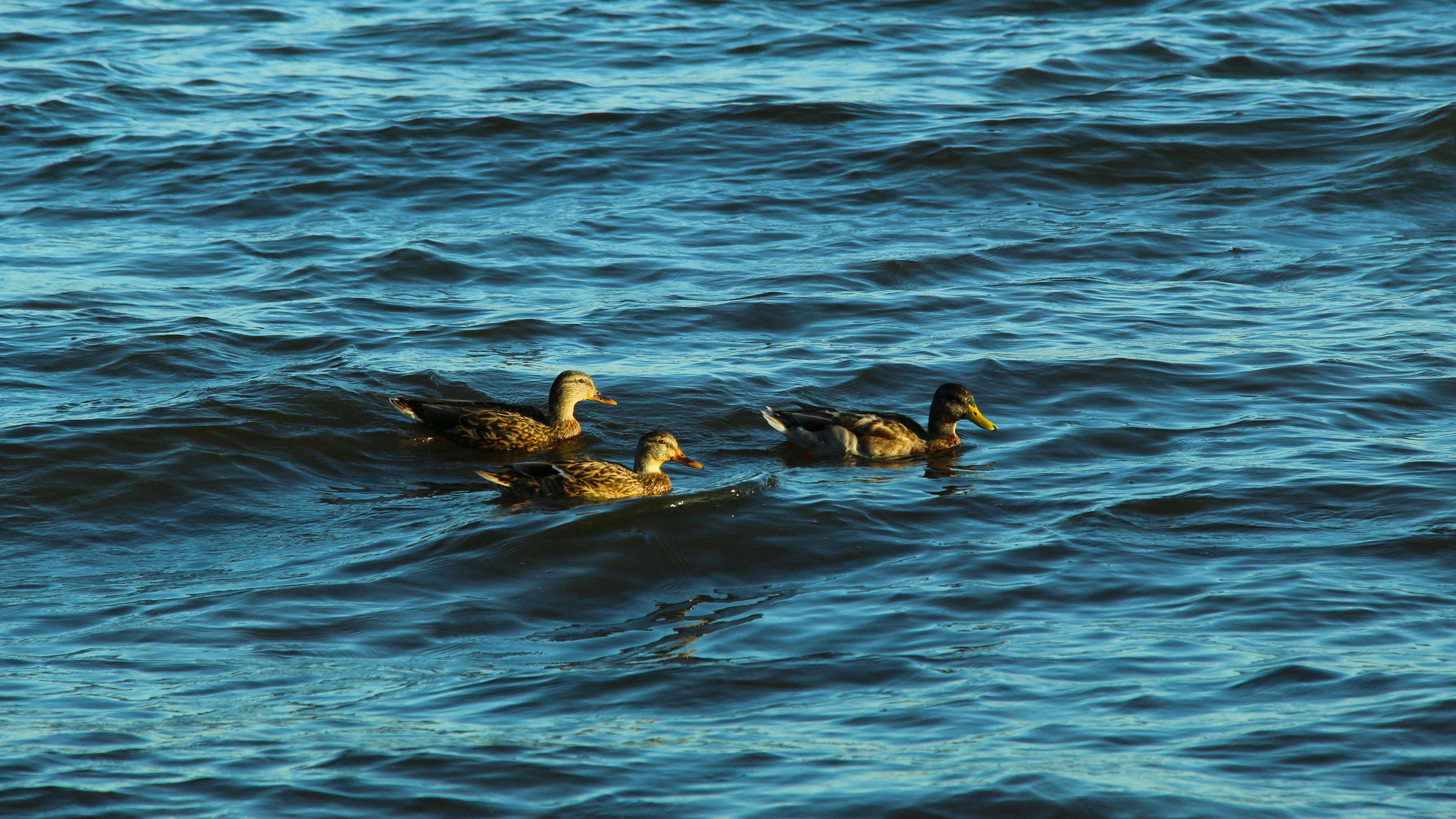 Birds Jpeg Photos, Download The BEST Free Birds Jpeg Stock Photos & HD ...