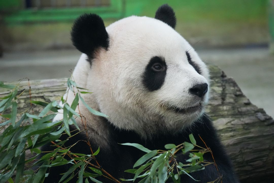 Heavenly Bamboo Pruning: Simple Tips for Healthy Growth
