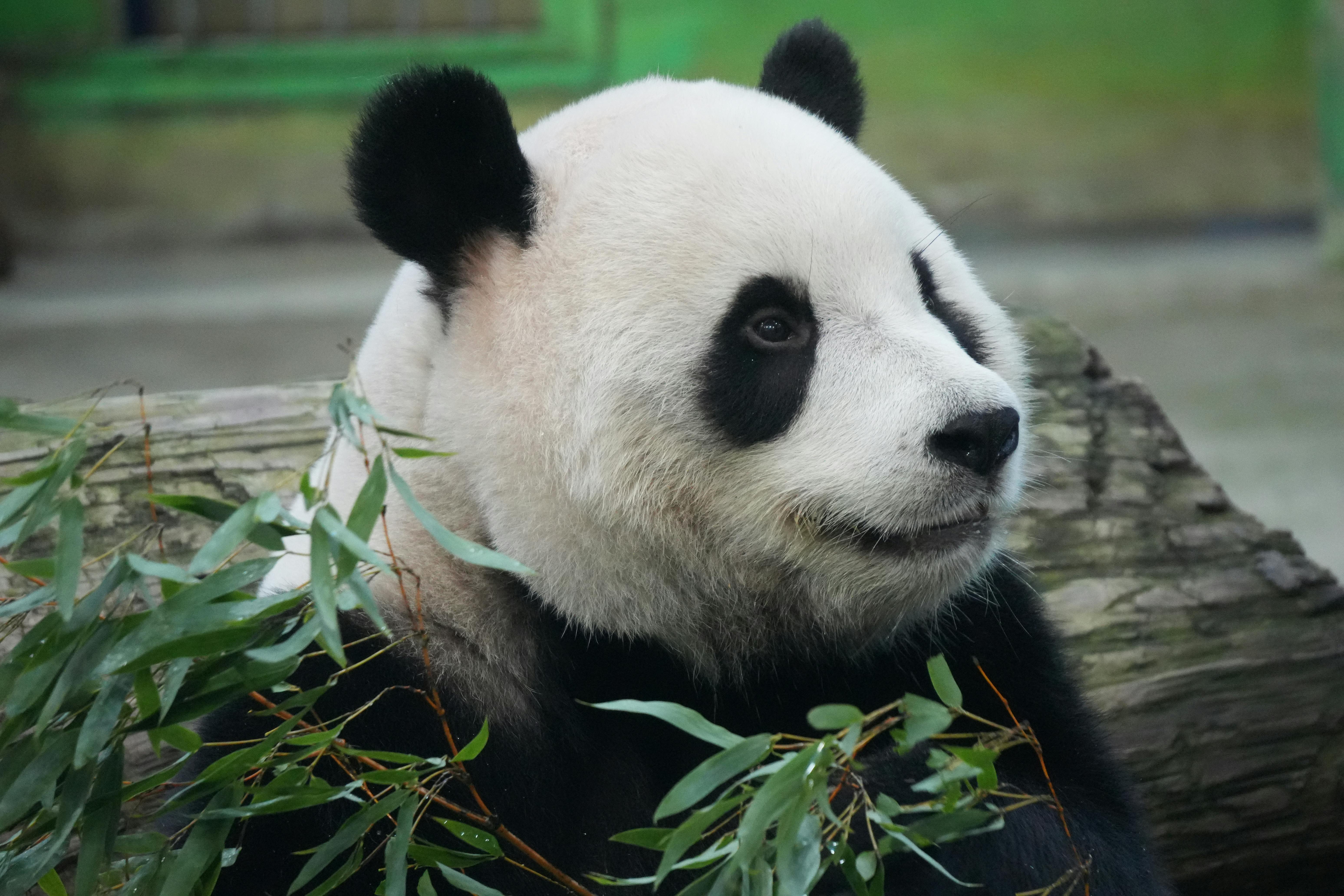 Giant Panda Photos, Download The BEST Free Giant Panda Stock Photos ...
