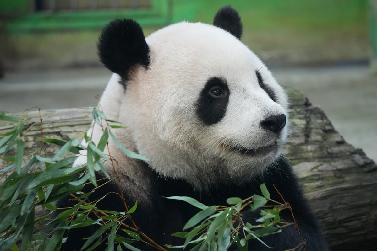Panda Pictures Photos, Download The BEST Free Panda Pictures Stock ...