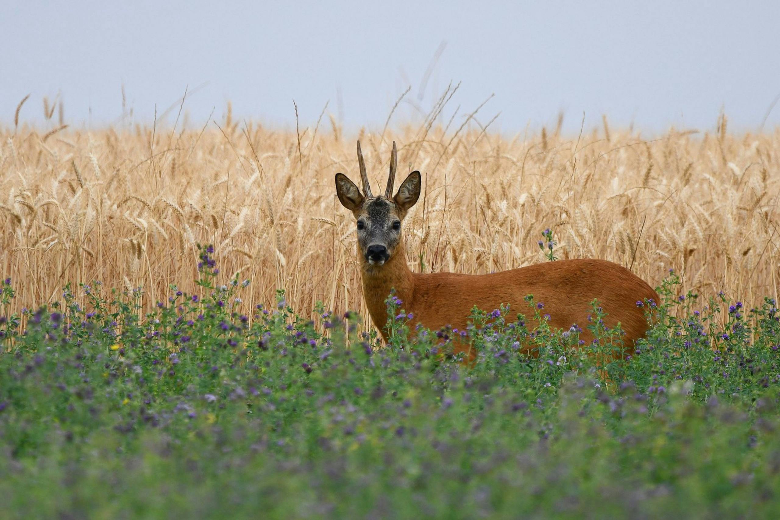 Deer. Photos, Download The BEST Free Deer. Stock Photos & HD Images