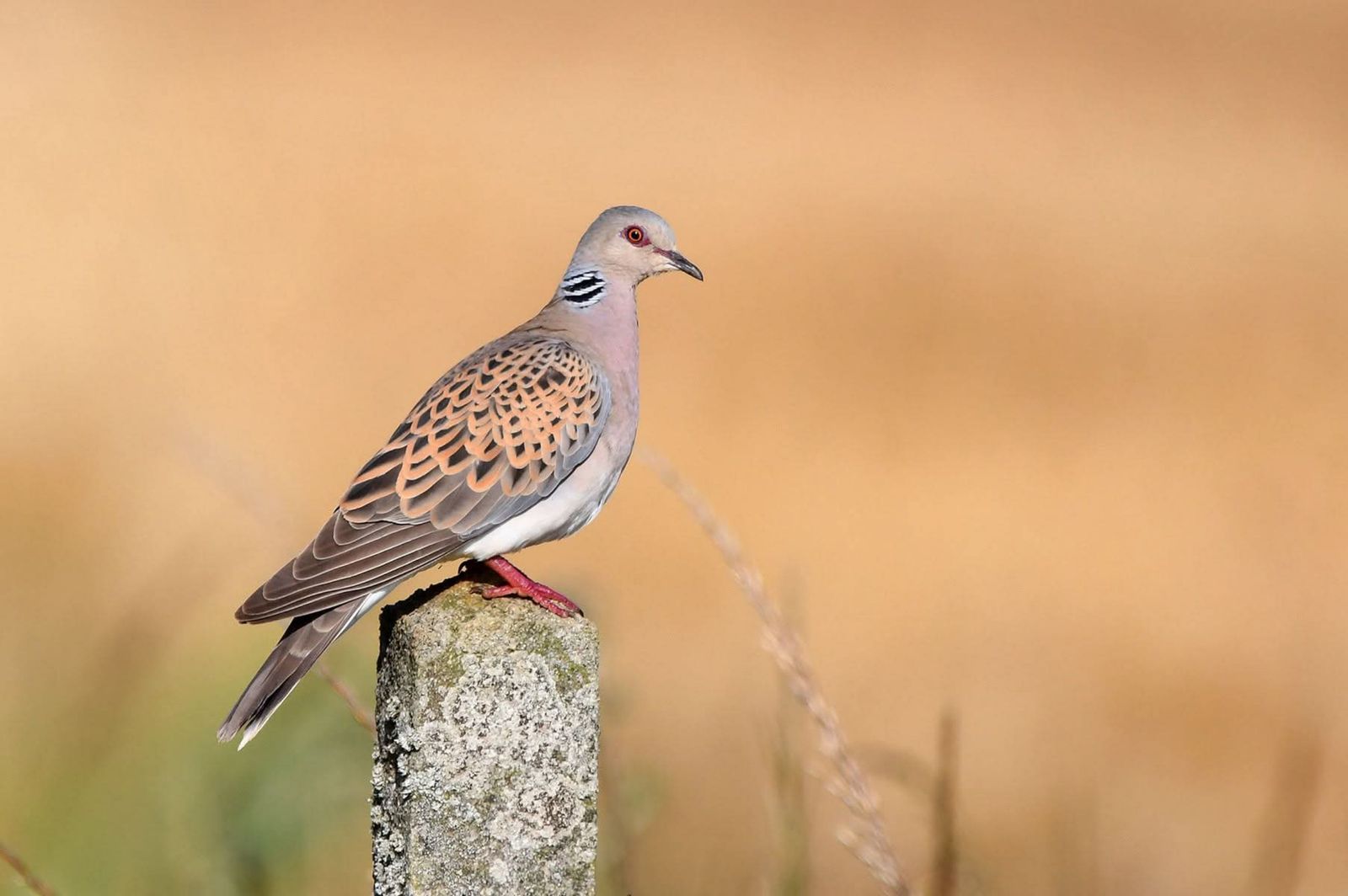 Turtle Dove Photos, Download The BEST Free Turtle Dove Stock Photos ...