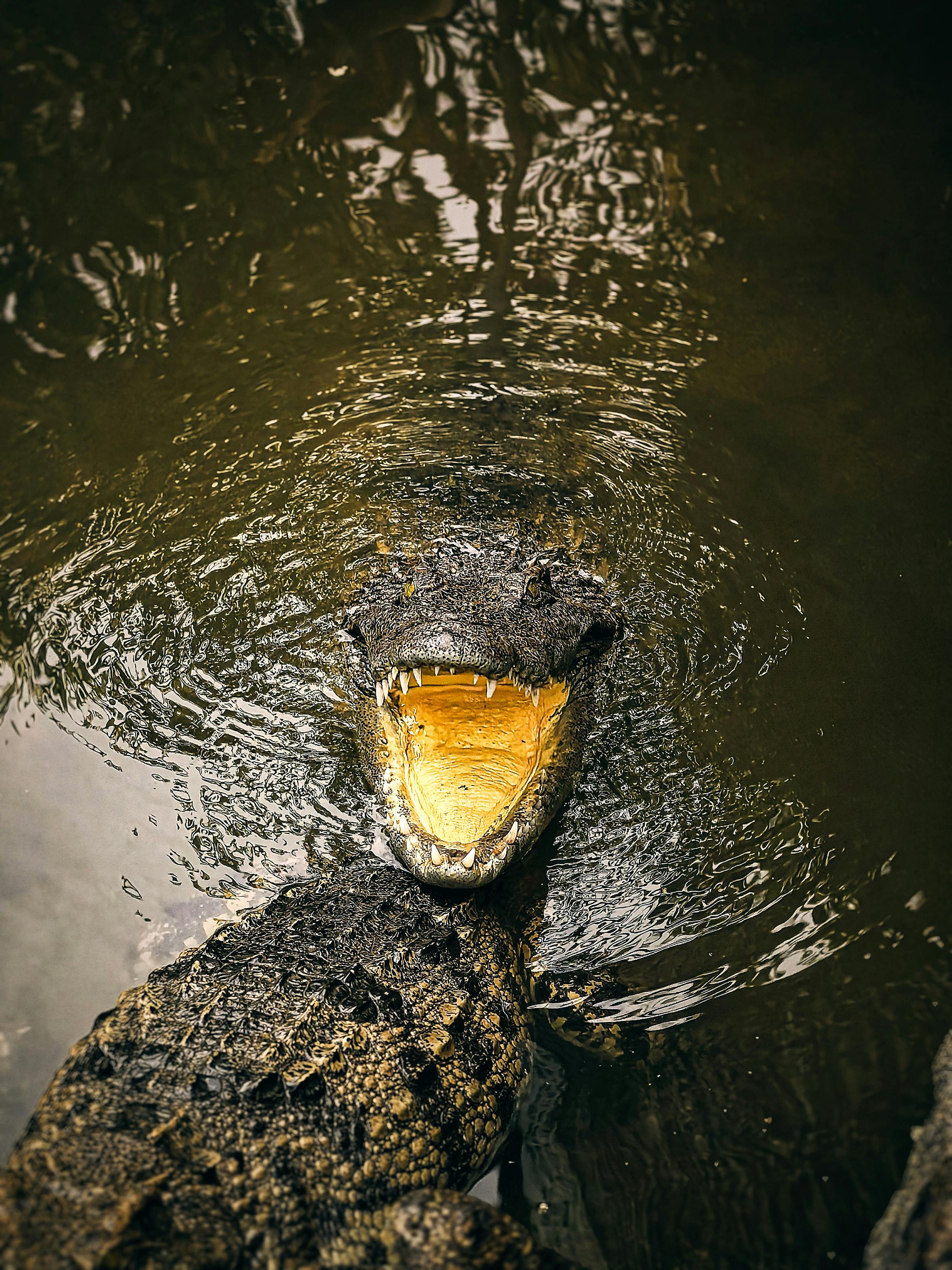 Pictures Of Teeth Photos, Download The BEST Free Pictures Of Teeth ...