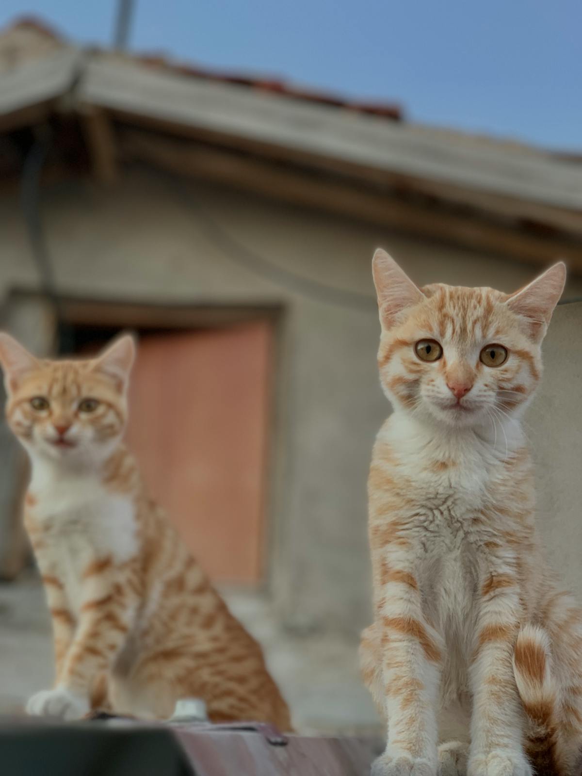 Naomi+And+Sergei+Duo+Pictures Photos, Download The BEST Free Naomi+And ...