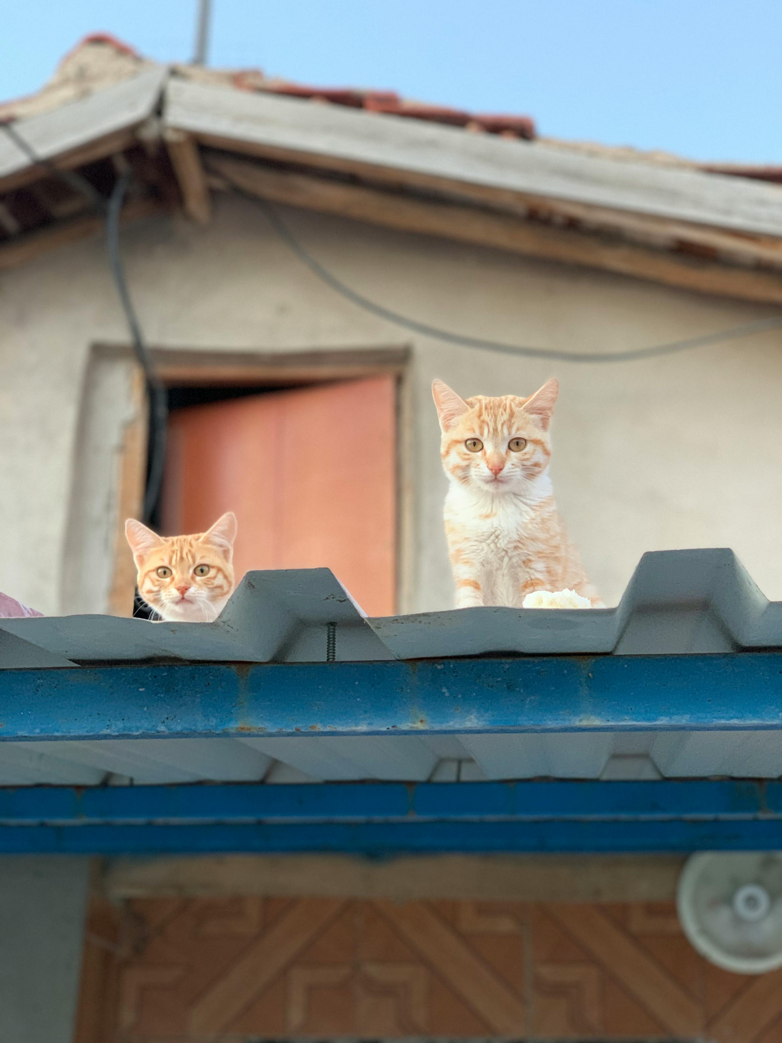 Beluga Cat Photos, Download The BEST Free Beluga Cat Stock Photos & HD ...